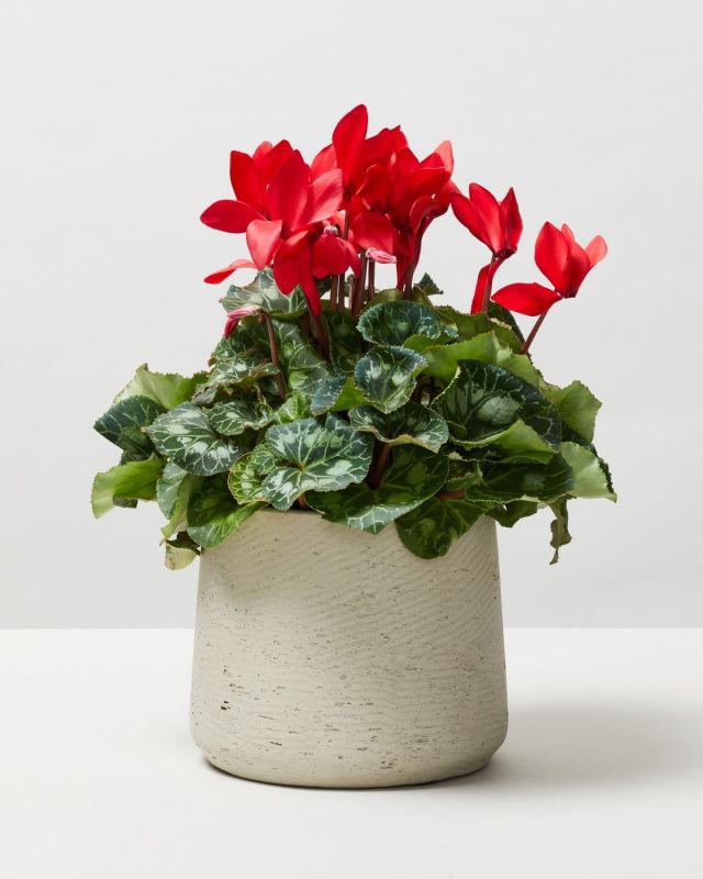 Cyclamen Red