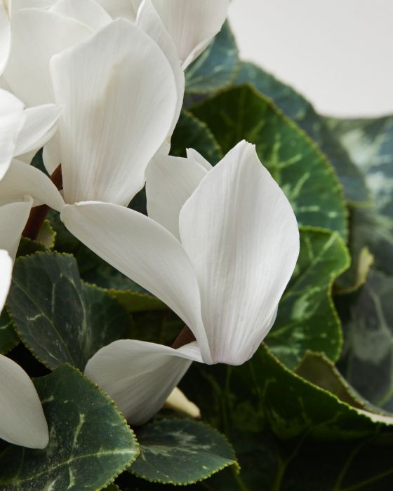Cyclamen White
