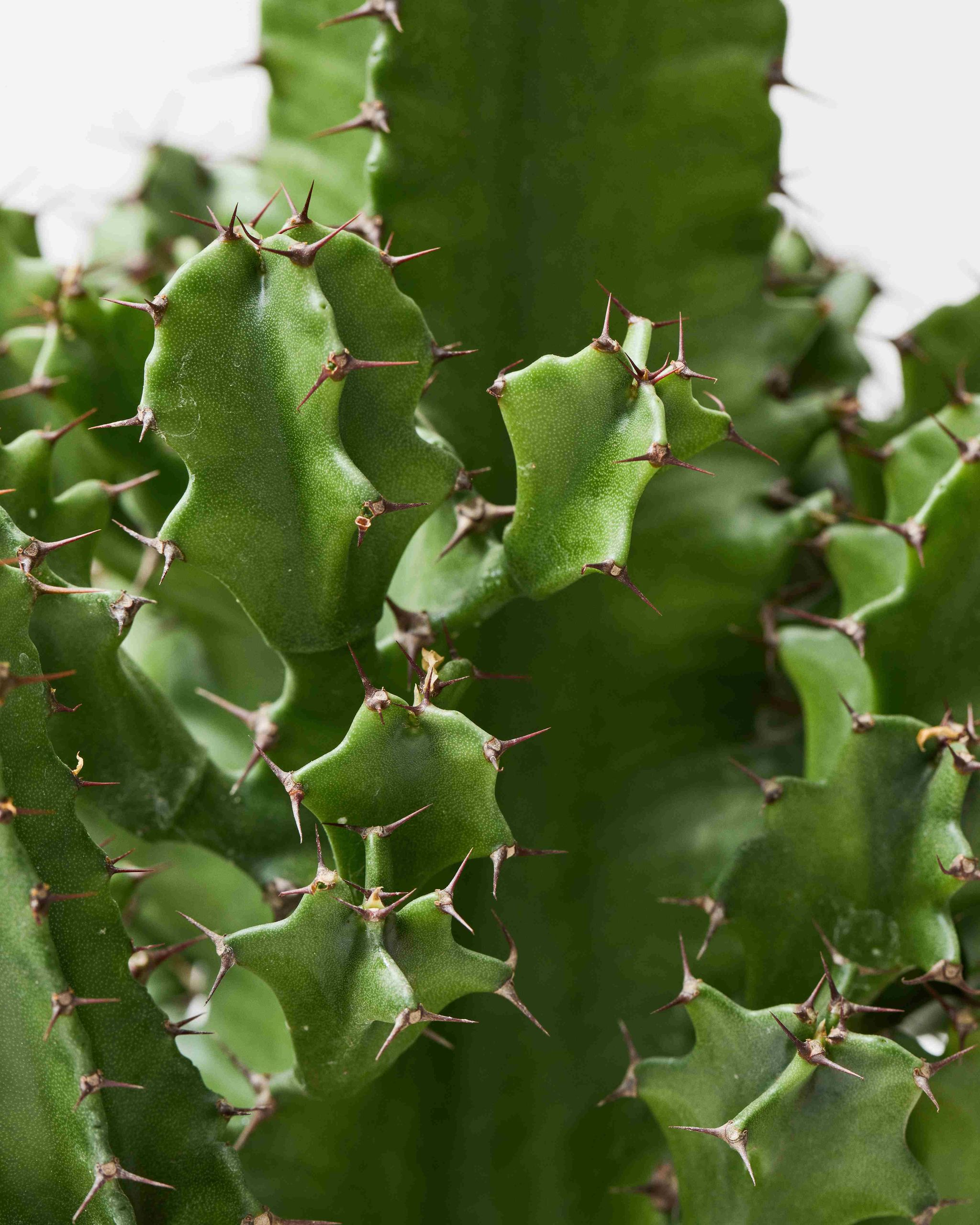 Desert Candle Cactus | Euphorbia Acrurensis | The Stem