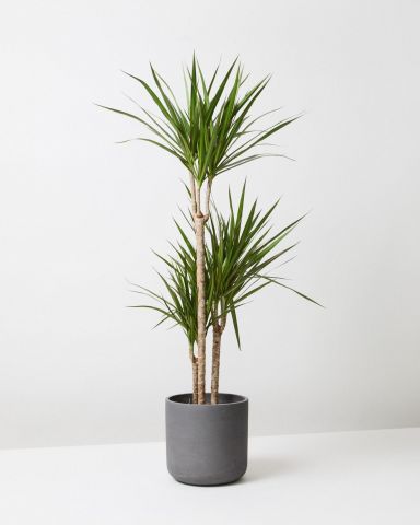 Dracaena Marginata | Dragon Tree | Indoor Plants & Houseplants | The Stem