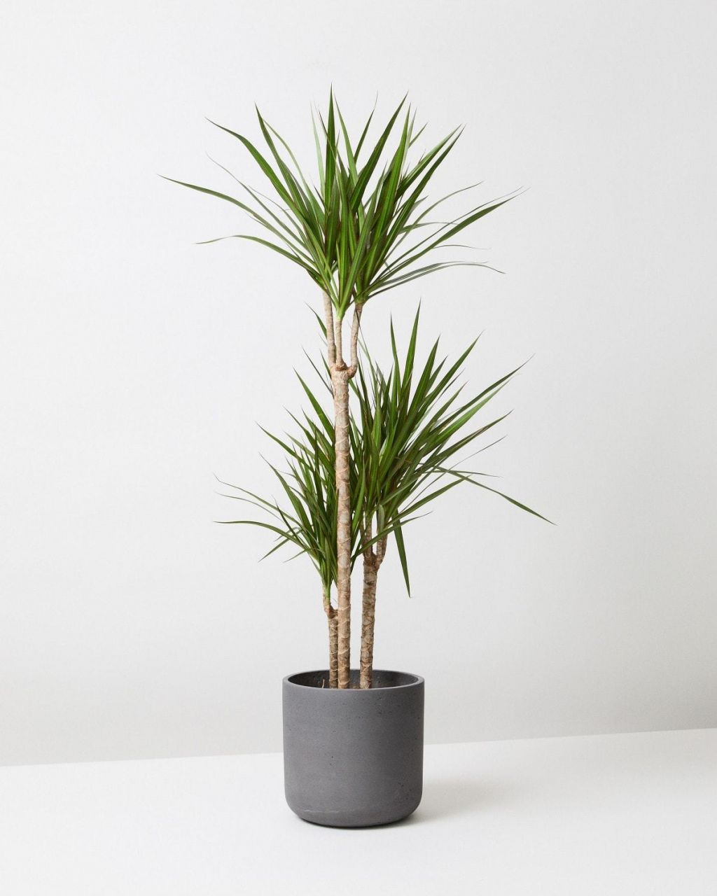 Dracaena Marginata | Dragon Tree | Indoor Plants & Houseplants | The Stem