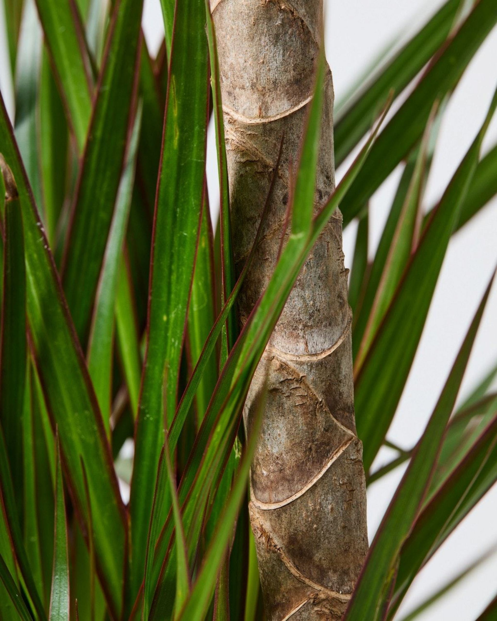 Dracaena Marginata | Dragon Tree | Indoor Plants & Houseplants | The Stem