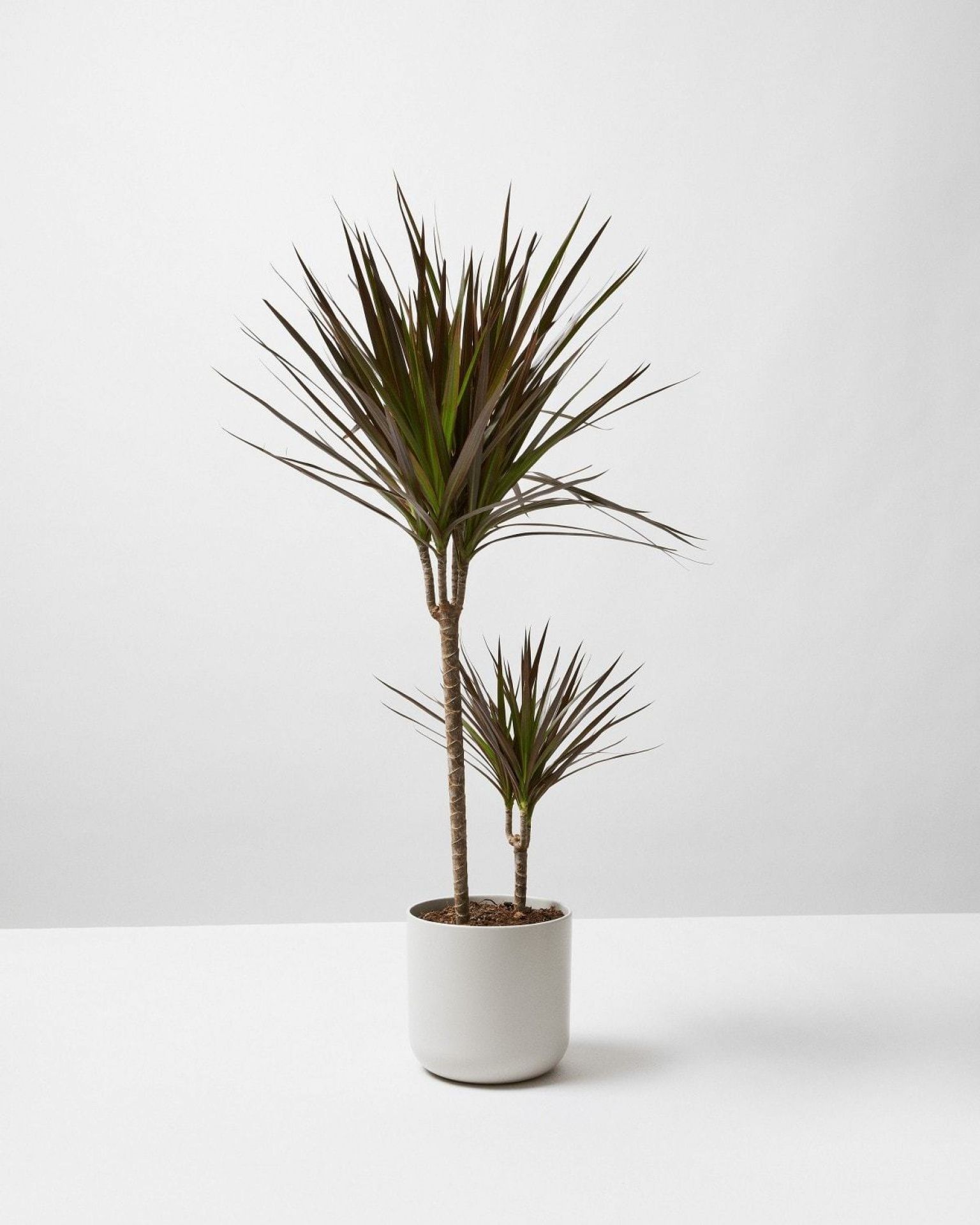 Dracaena Marginata | Dragon Tree | Indoor Plants & Houseplants | The Stem