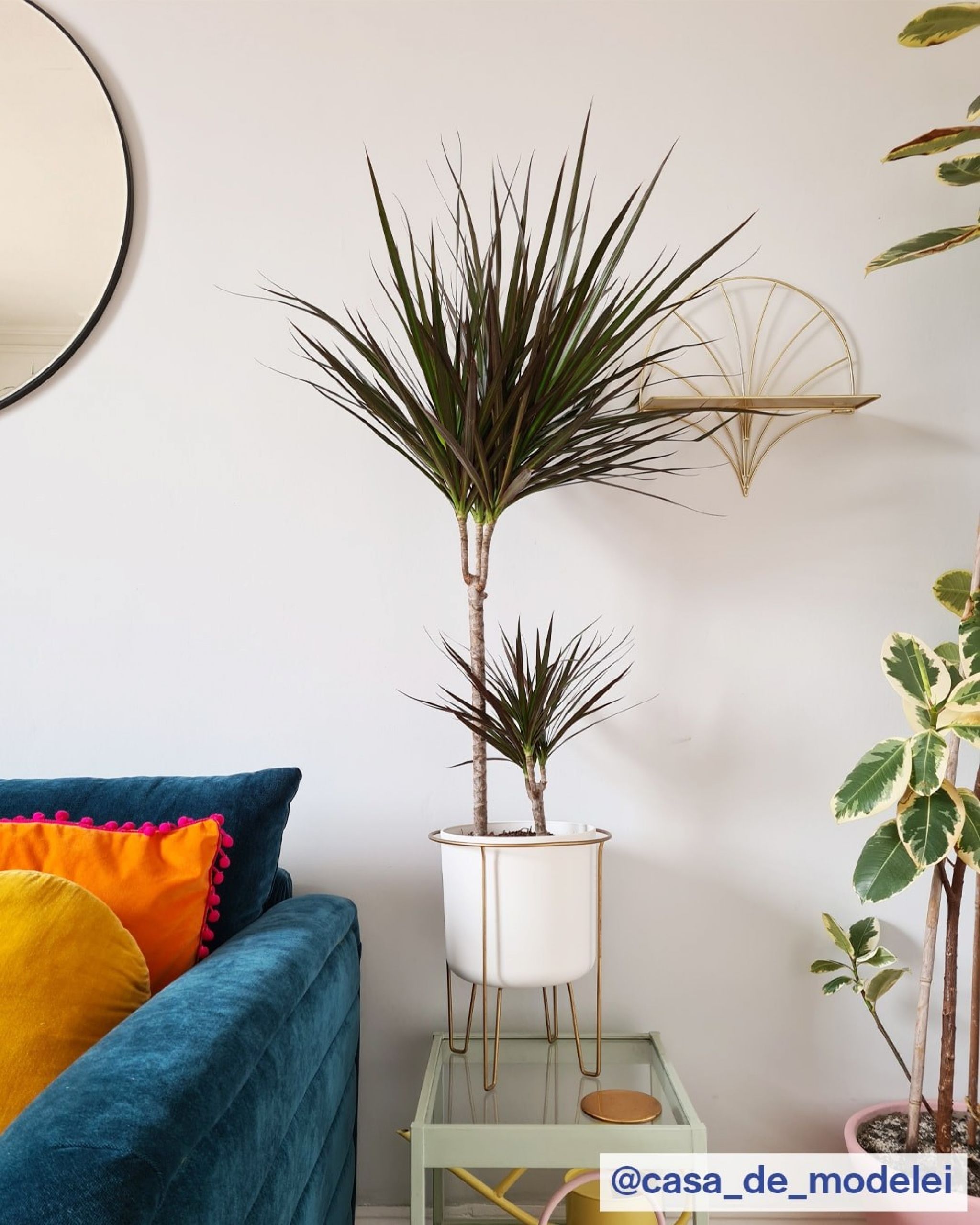 Dracaena Marginata | Dragon Tree | Indoor Plants & Houseplants | The Stem