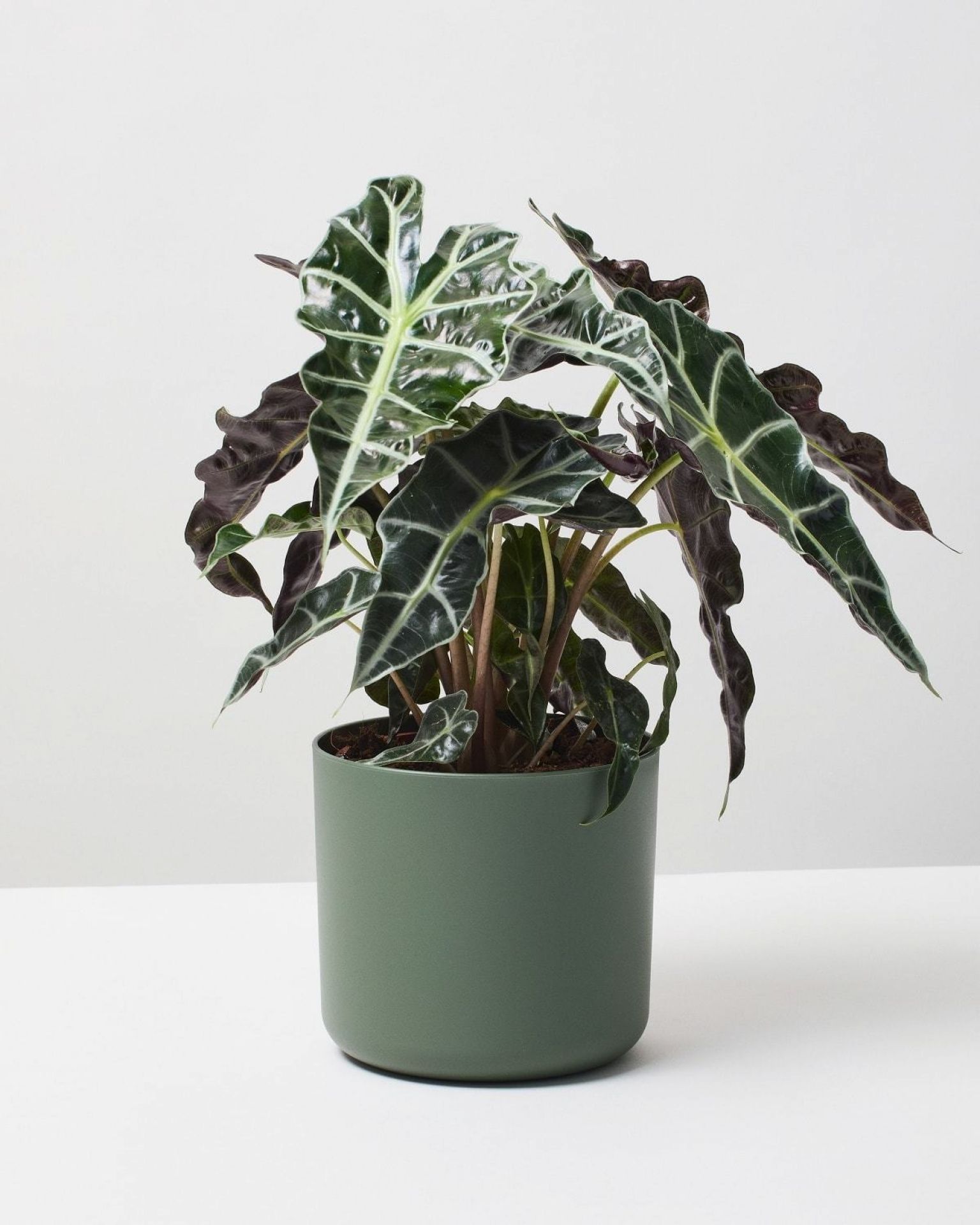 Elephant Ear Polly Plant | Alocasia Polly | Indoor Plants & Houseplants ...