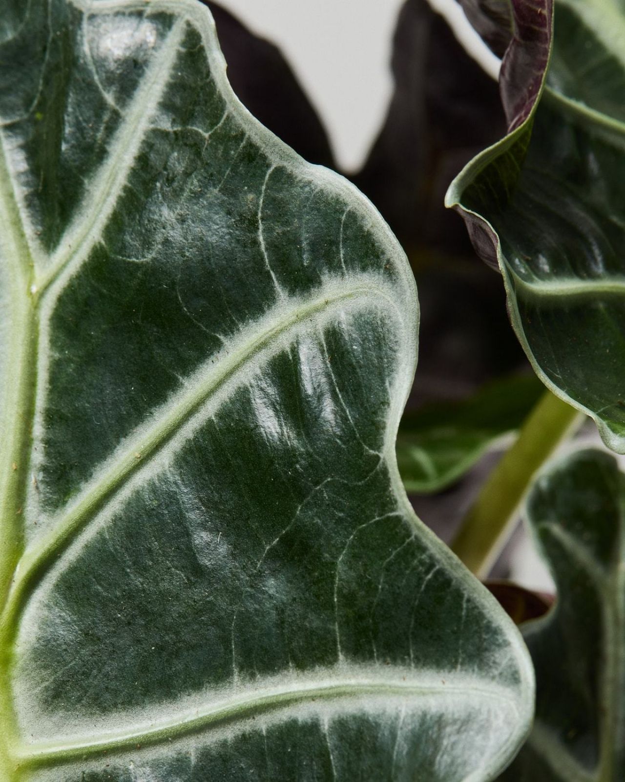 Elephant Ear Polly Plant | Alocasia Polly | Indoor Plants & Houseplants ...