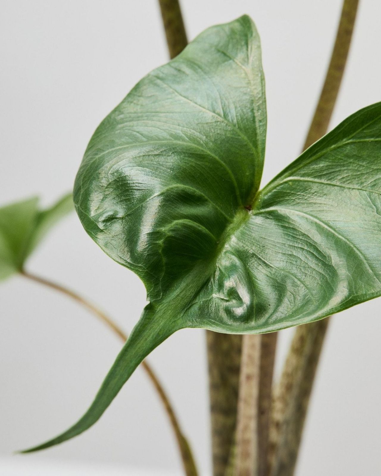 Elephant Ear Stingray | Alocasia Stingray | The Stem
