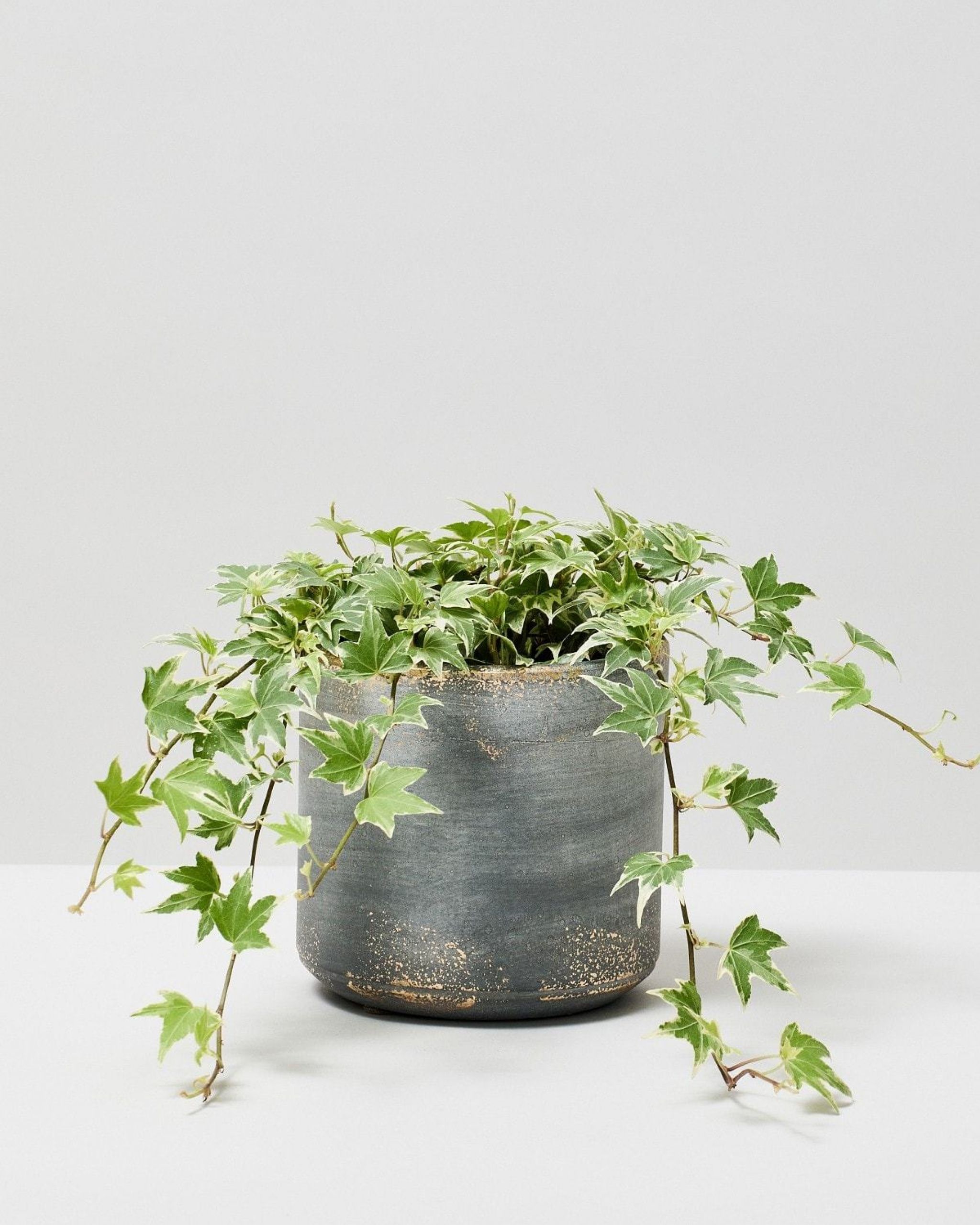 Variegated English Ivy | Indoor Plants Delivered | The Stem