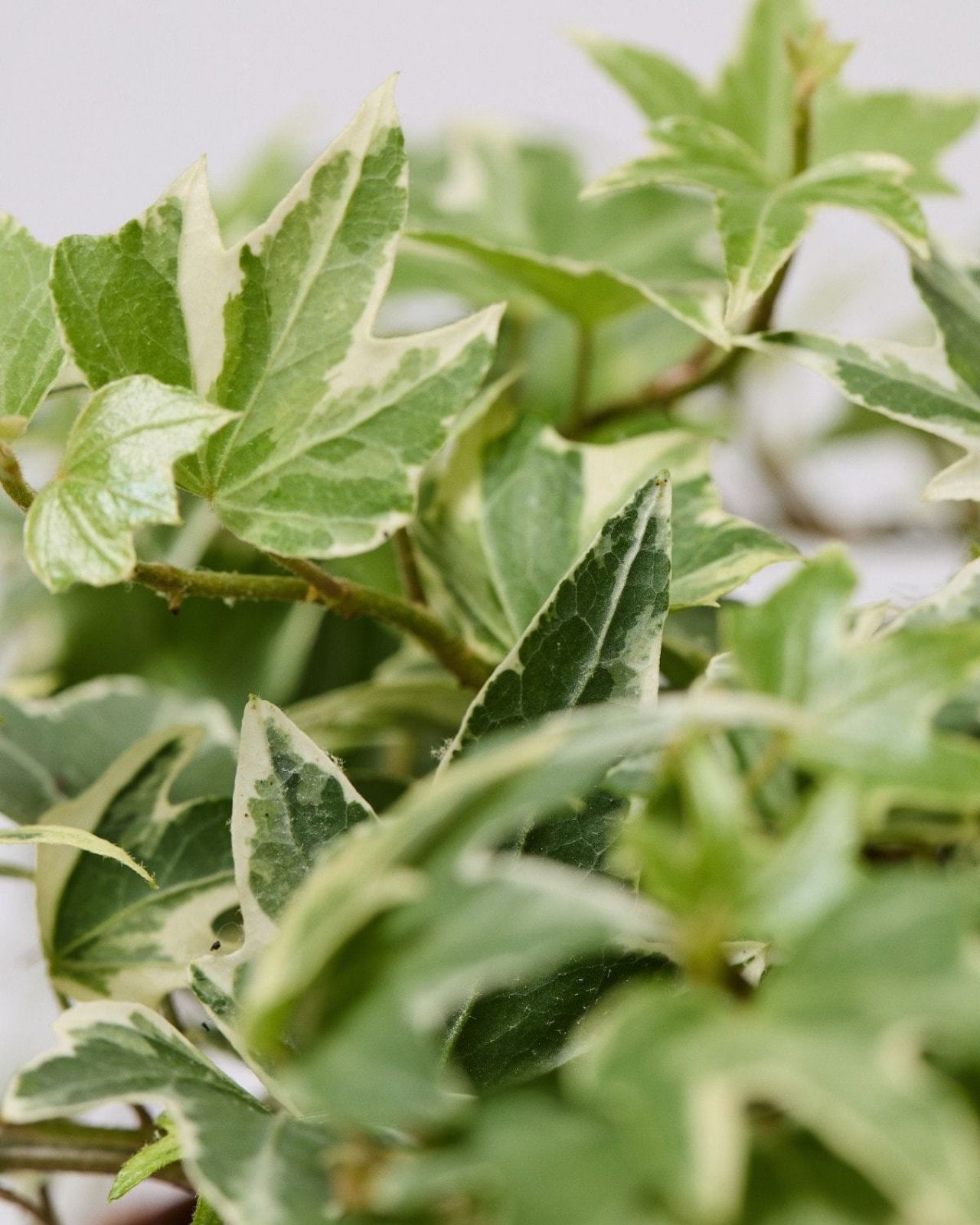 Variegated English Ivy | Indoor Plants Delivered | The Stem