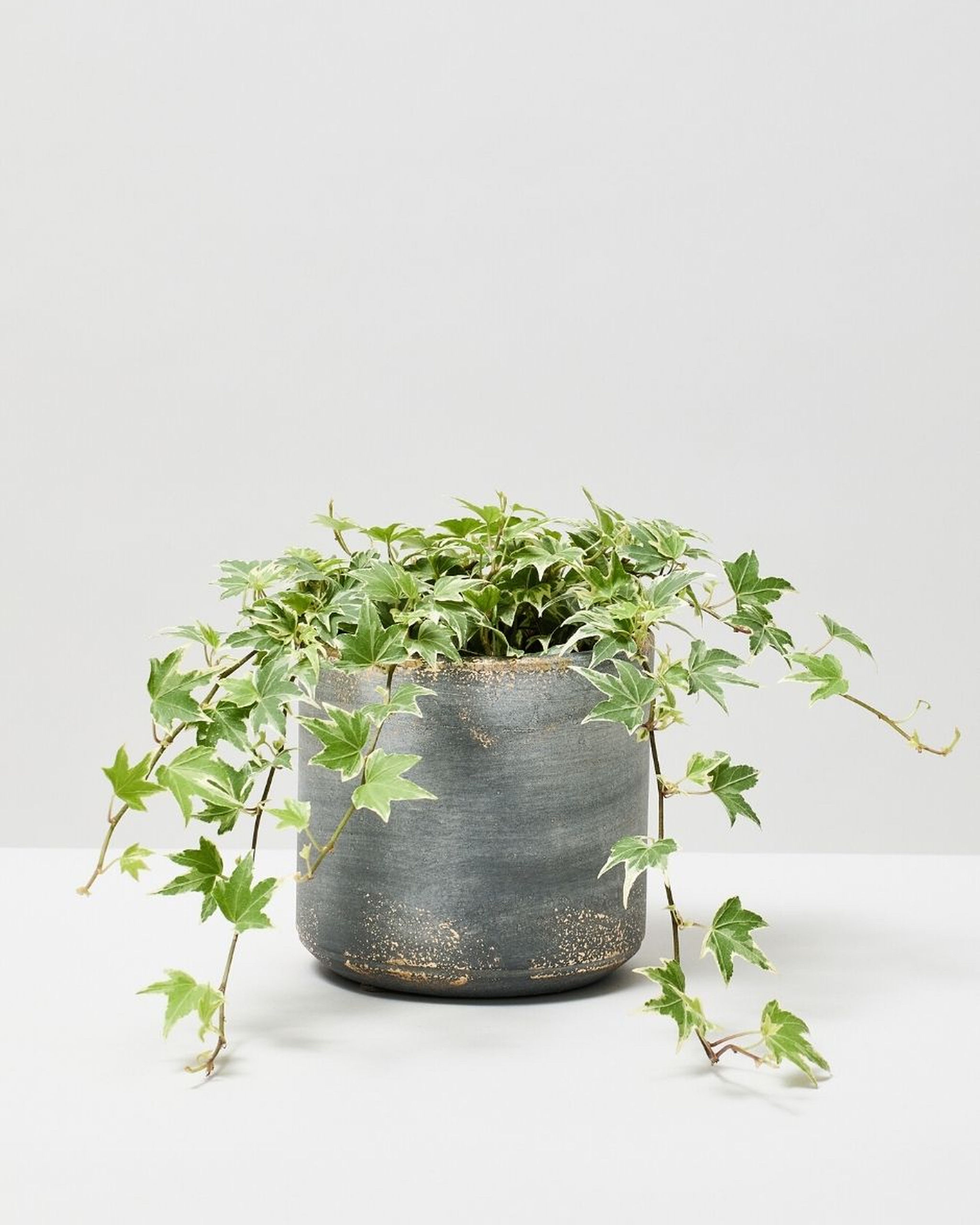 Variegated English Ivy | Indoor Plants Delivered London | The Stem