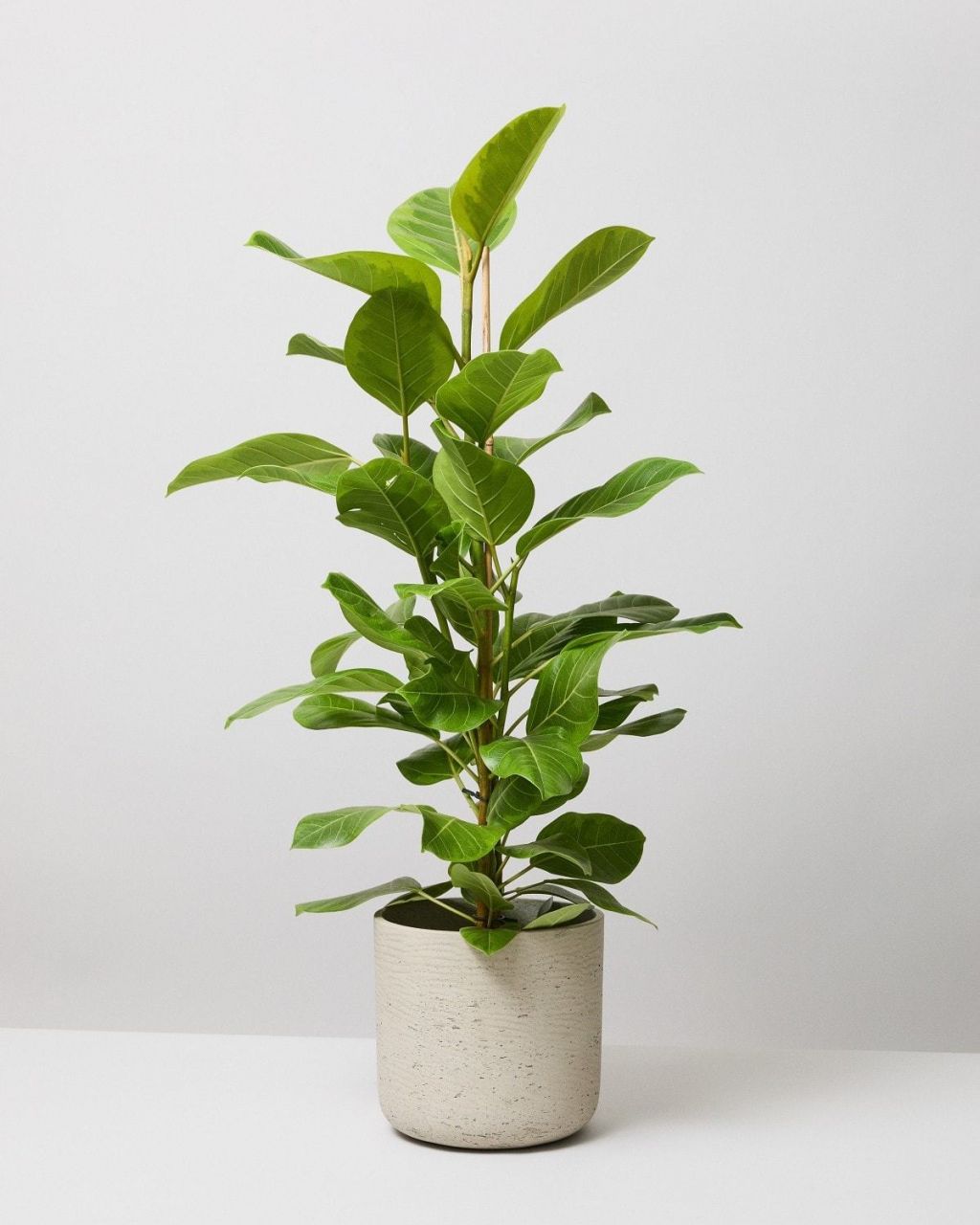 Ficus Altissima | Ficus Altissima Yellow Gem | The Stem