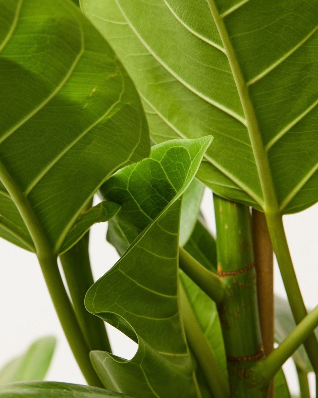 Ficus Altissima | Ficus Altissima Yellow Gem | The Stem
