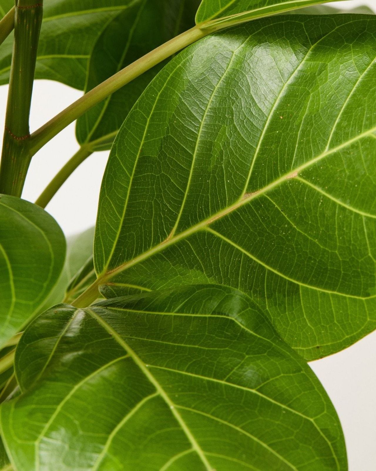 Ficus Altissima | Ficus Altissima Yellow Gem | The Stem