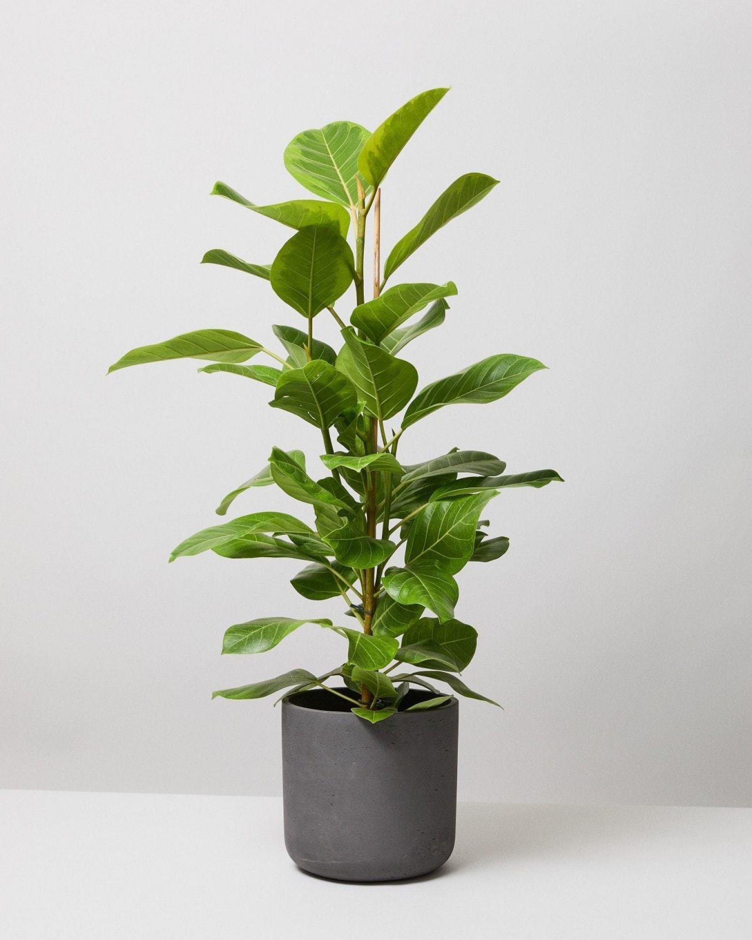 Ficus Altissima | Ficus Altissima Yellow Gem | The Stem