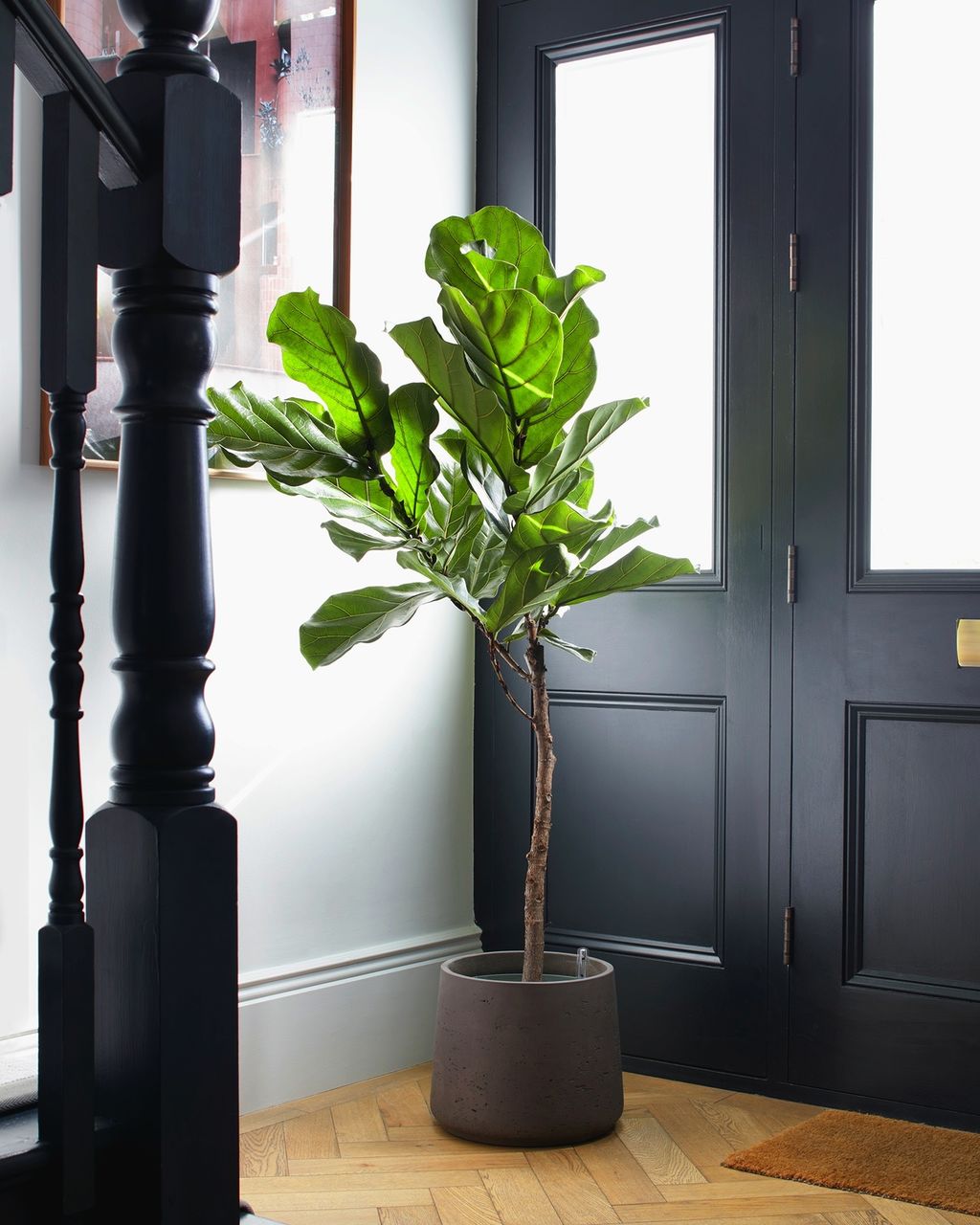 Fiddle Leaf Fig Tree | Ficus Lyrata