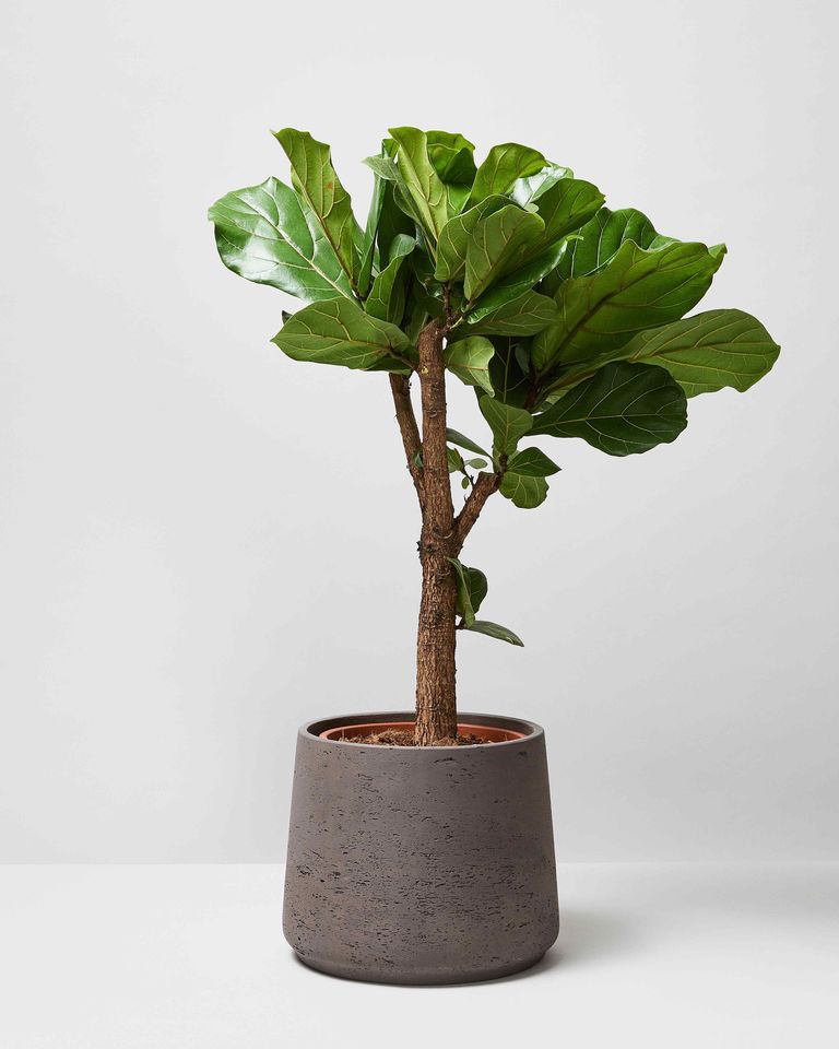 Fiddle Leaf Fig Tree | Ficus Lyrata
