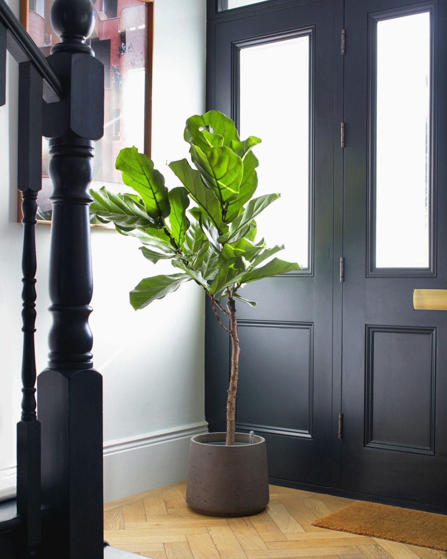 Fiddle Leaf Fig Tree | Ficus Lyrata