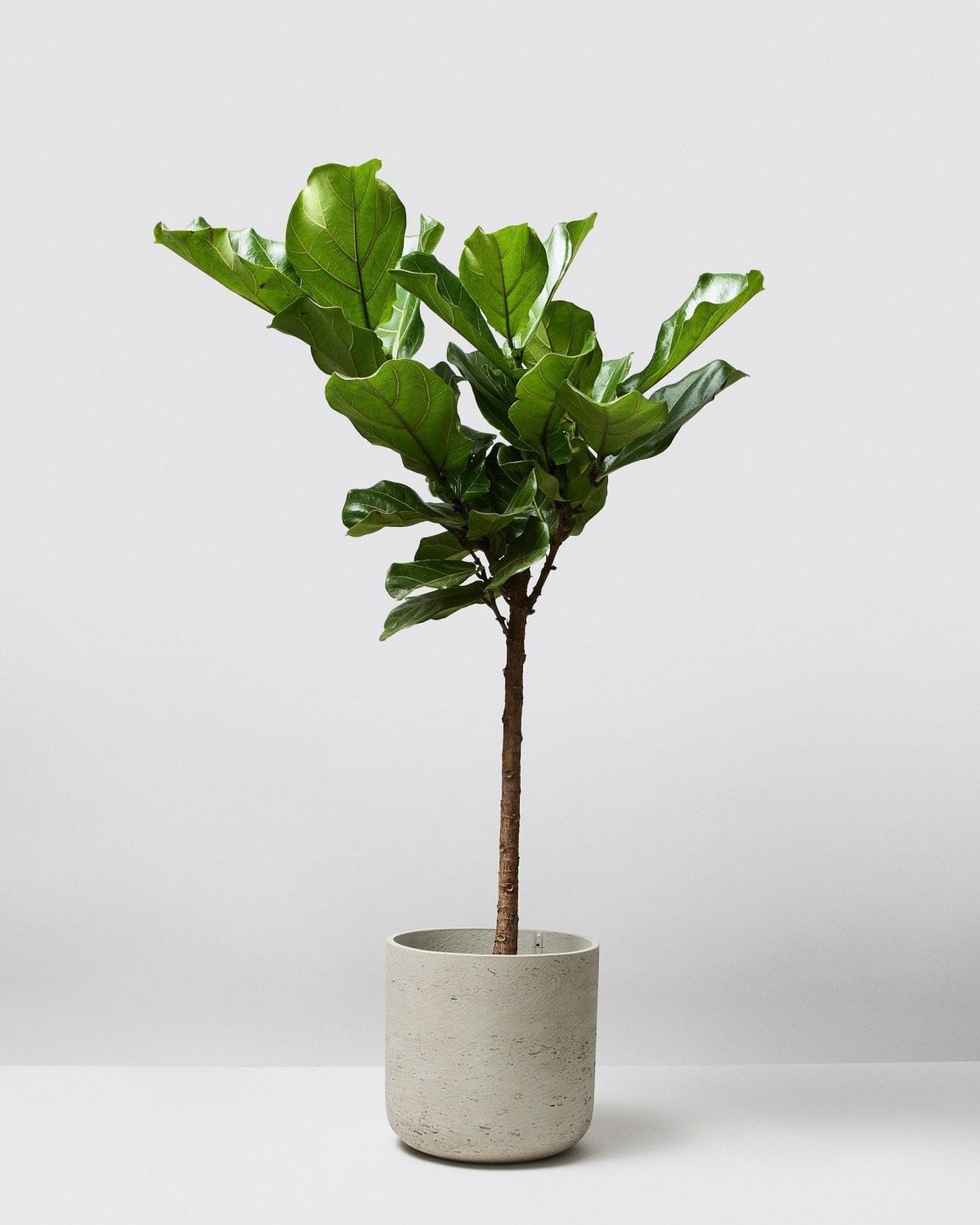 Fiddle Leaf Fig Tree | Ficus Lyrata