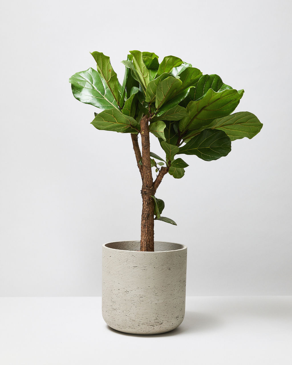 Fiddle Leaf Fig Tree | Ficus Lyrata