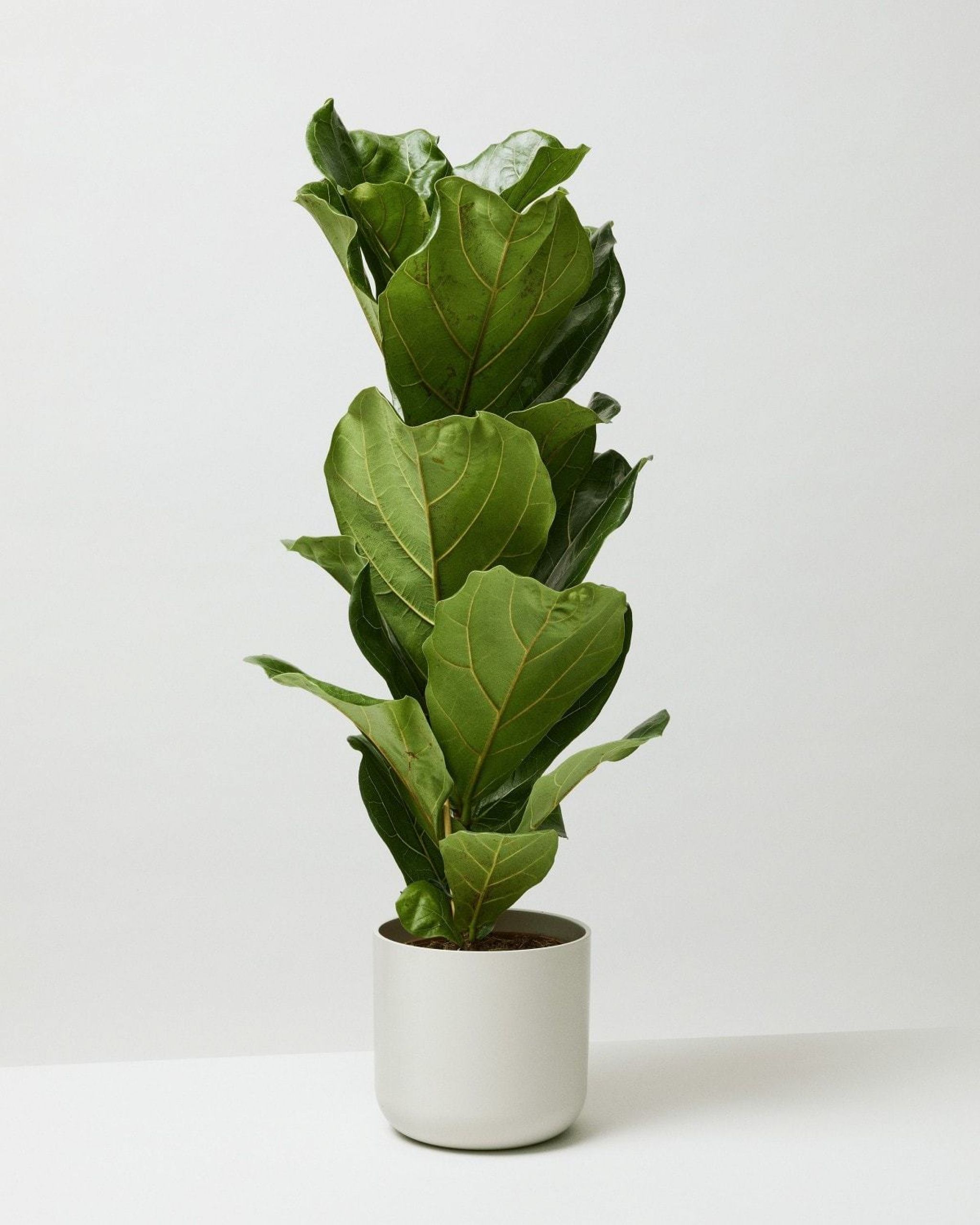 Fiddle Leaf Fig | Ficus Lyrata | Houseplants | The Stem