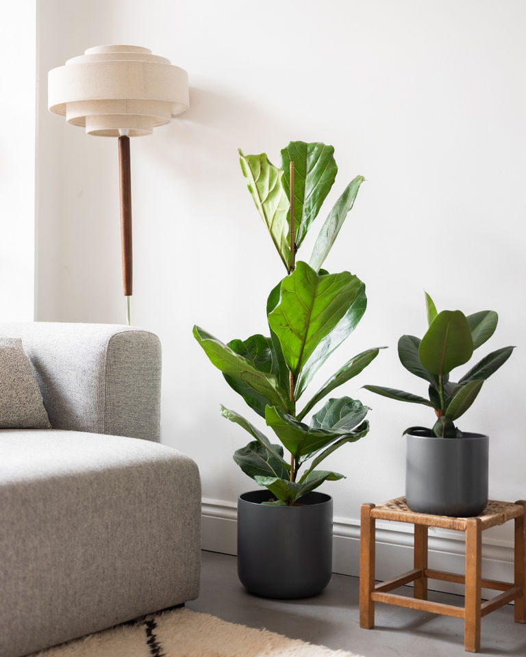 Fiddle Leaf Fig | Ficus Lyrata | Indoor Plants Delivered London | The ...