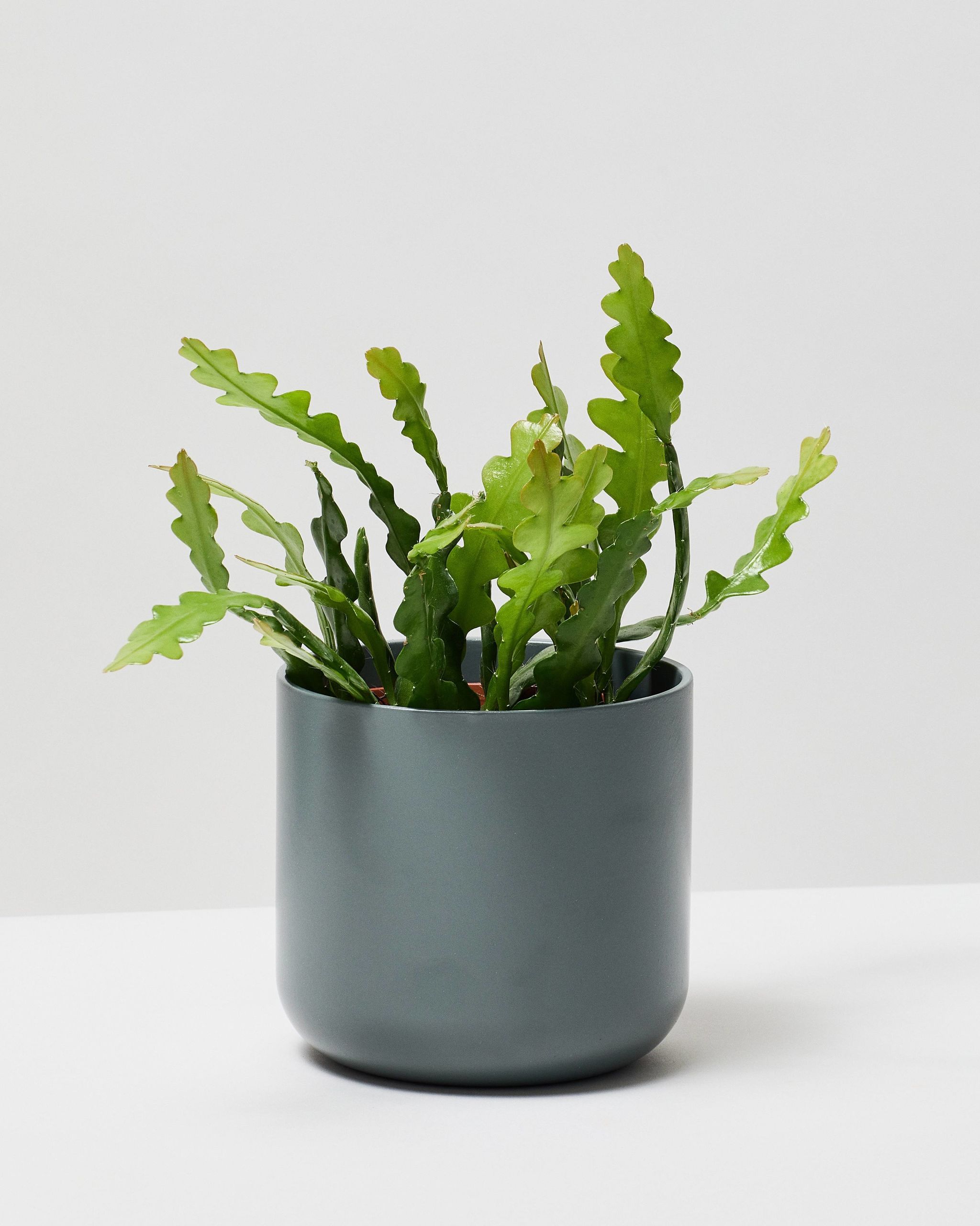 Fishbone Cactus | Epiphyllum Anguliger | Indoor Plants