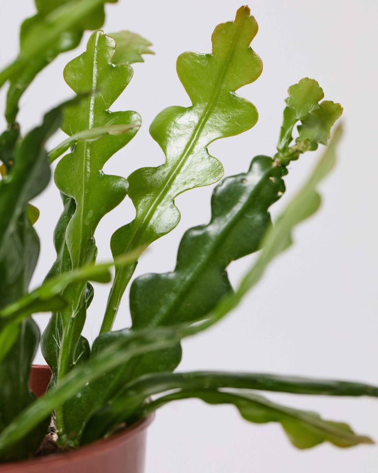 Fishbone Cactus | Epiphyllum Anguliger | Indoor Plants