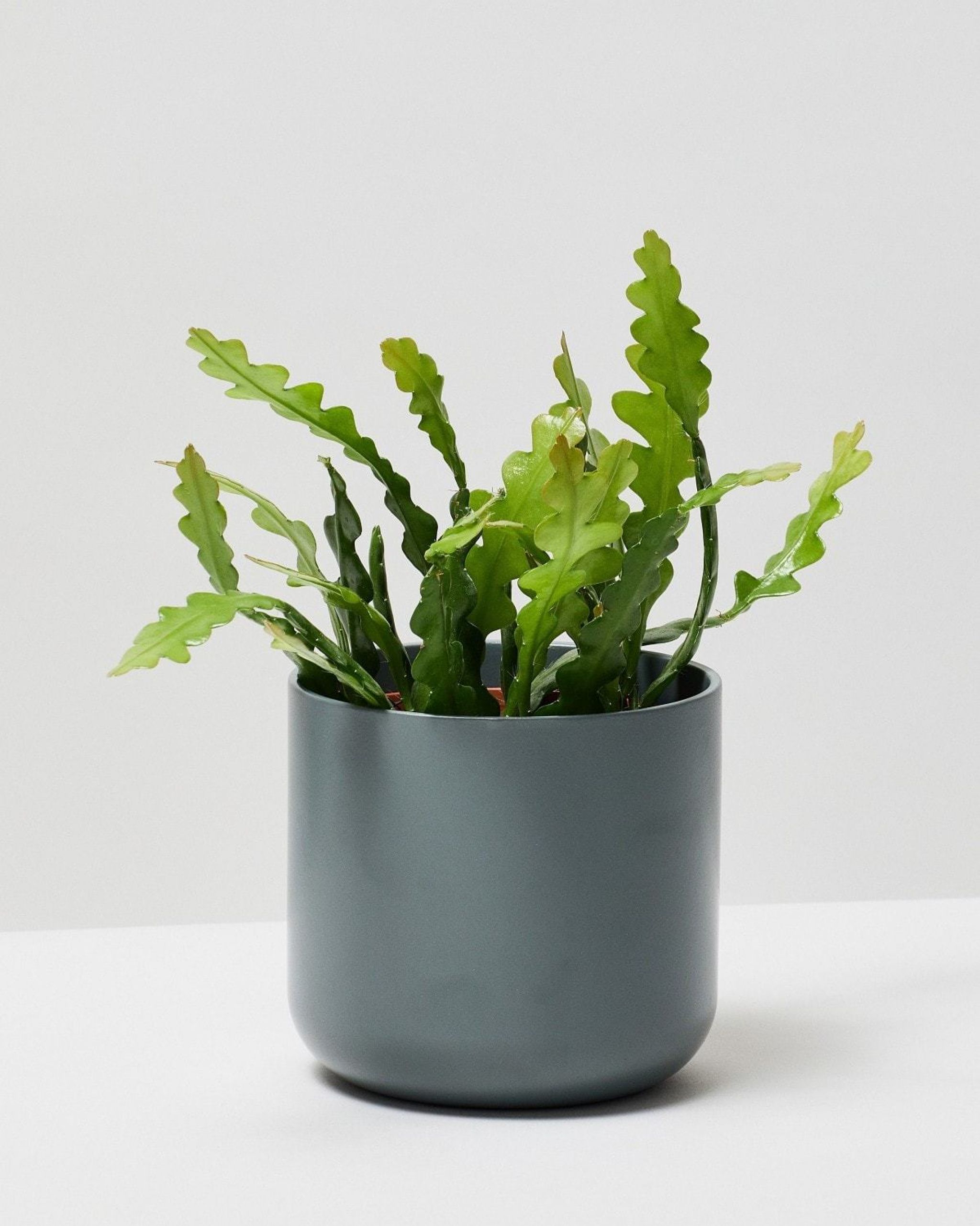 Fishbone Cactus | Epiphyllum Anguliger | Indoor Plants