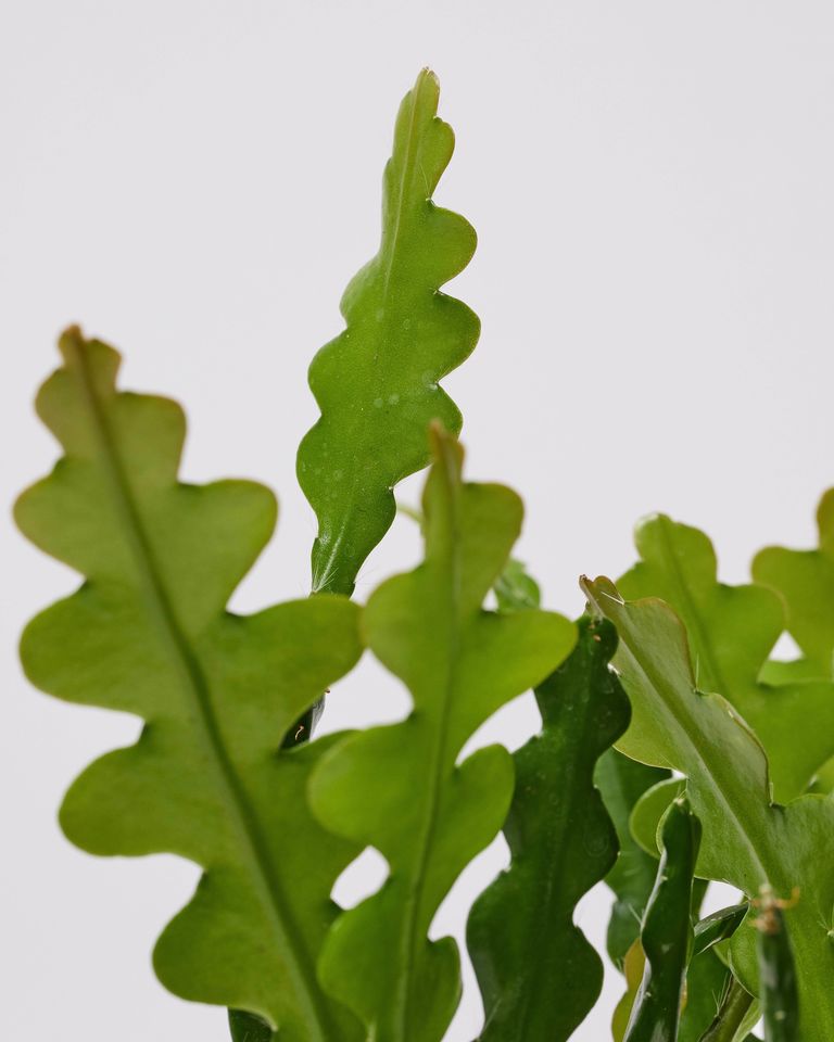 Fishbone Cactus | Epiphyllum Anguliger | Indoor Plants