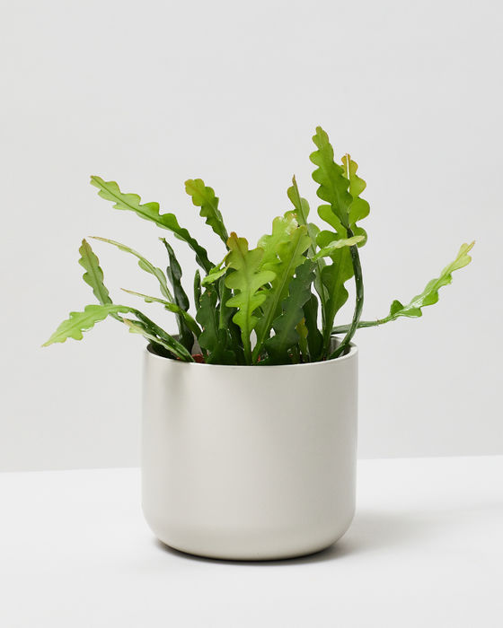 Fishbone Cactus | Epiphyllum Anguliger | Indoor Plants