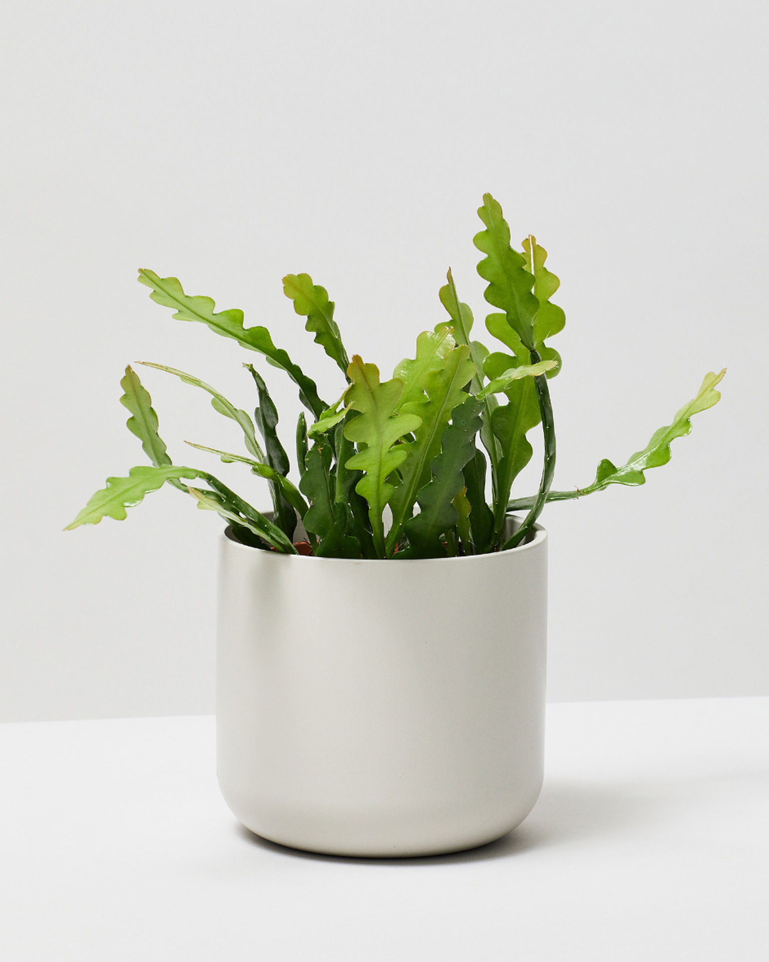 Fishbone Cactus | Epiphyllum Anguliger | Indoor Plants