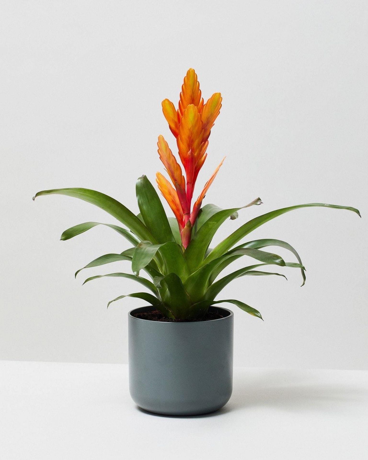 Flaming Sword Plant | Vriesea Splendens | The Stem