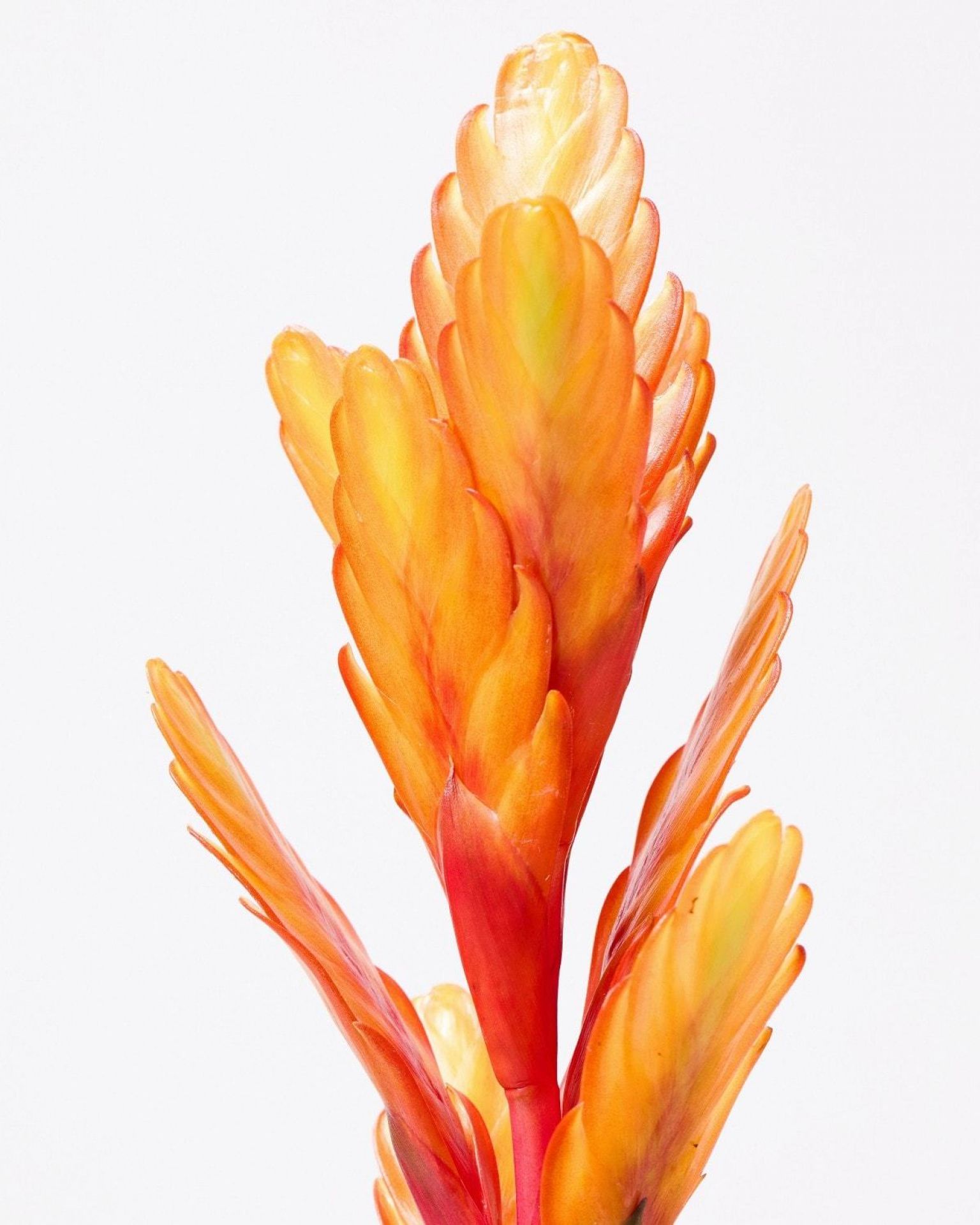 Flaming Sword Plant | Vriesea Splendens | The Stem