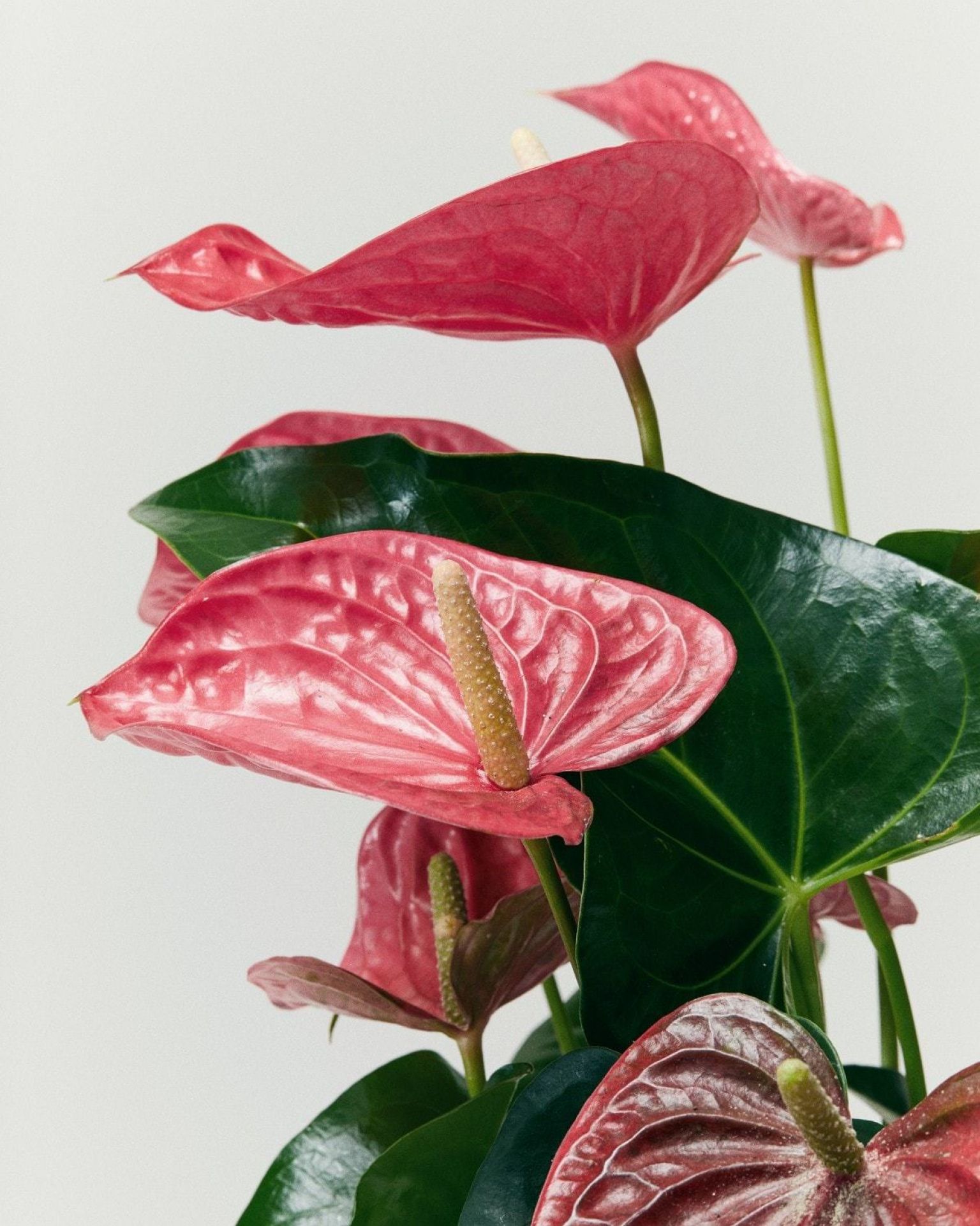 Flamingo Flower Pink | Anthurium Andraeanum | Houseplants | The Stem