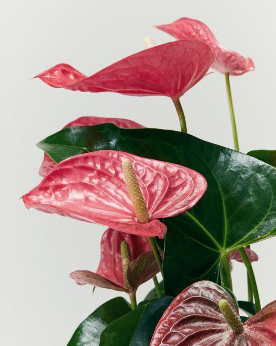 Flamingo Flower Pink | Anthurium Andraeanum | Houseplants | The Stem