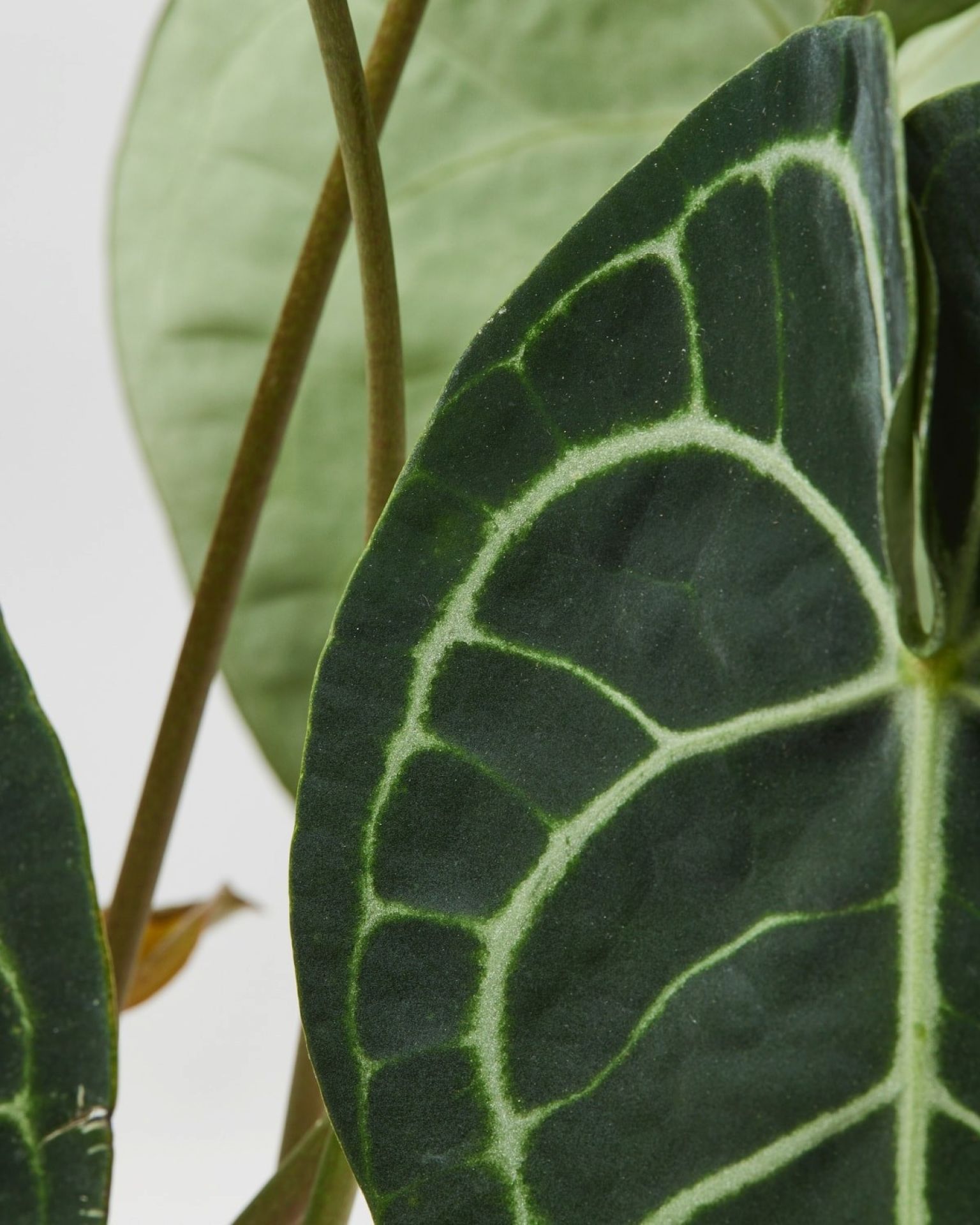 Giant Laceleaf | Anthurium Clarinervium | Indoor Plants Delivered ...