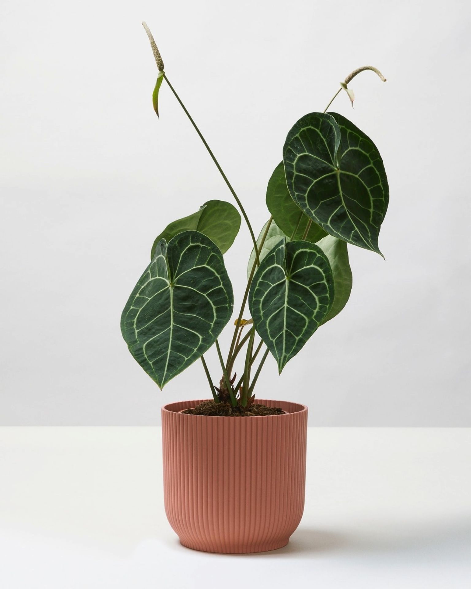 Giant Laceleaf | Anthurium Clarinervium | Indoor Plants Delivered ...