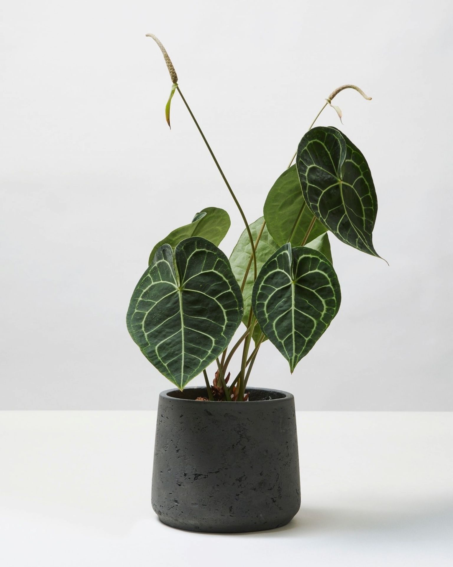 Giant Laceleaf | Anthurium Clarinervium | Indoor Plants Delivered ...