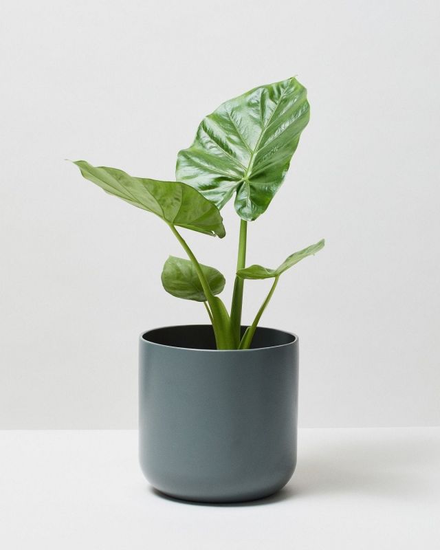 Giant Taro | Alocasia Macrorrhiza | The Stem