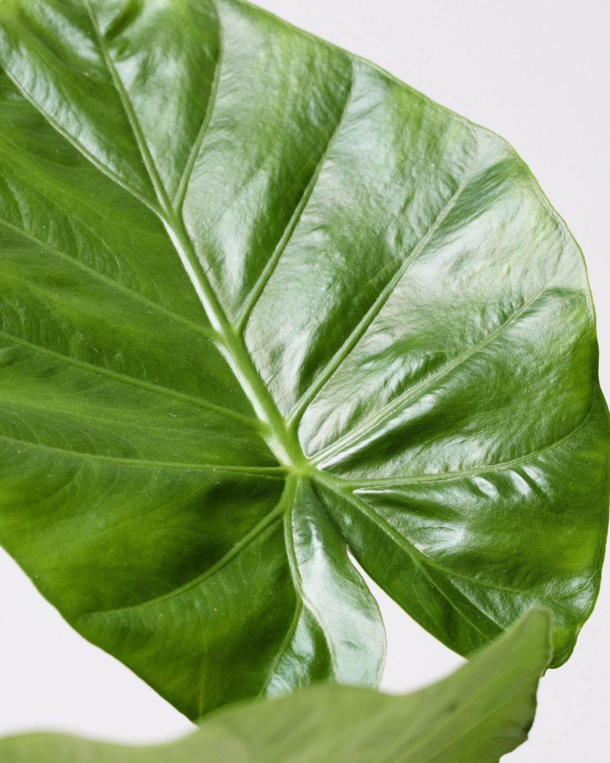 Giant Taro | Alocasia Macrorrhiza | The Stem