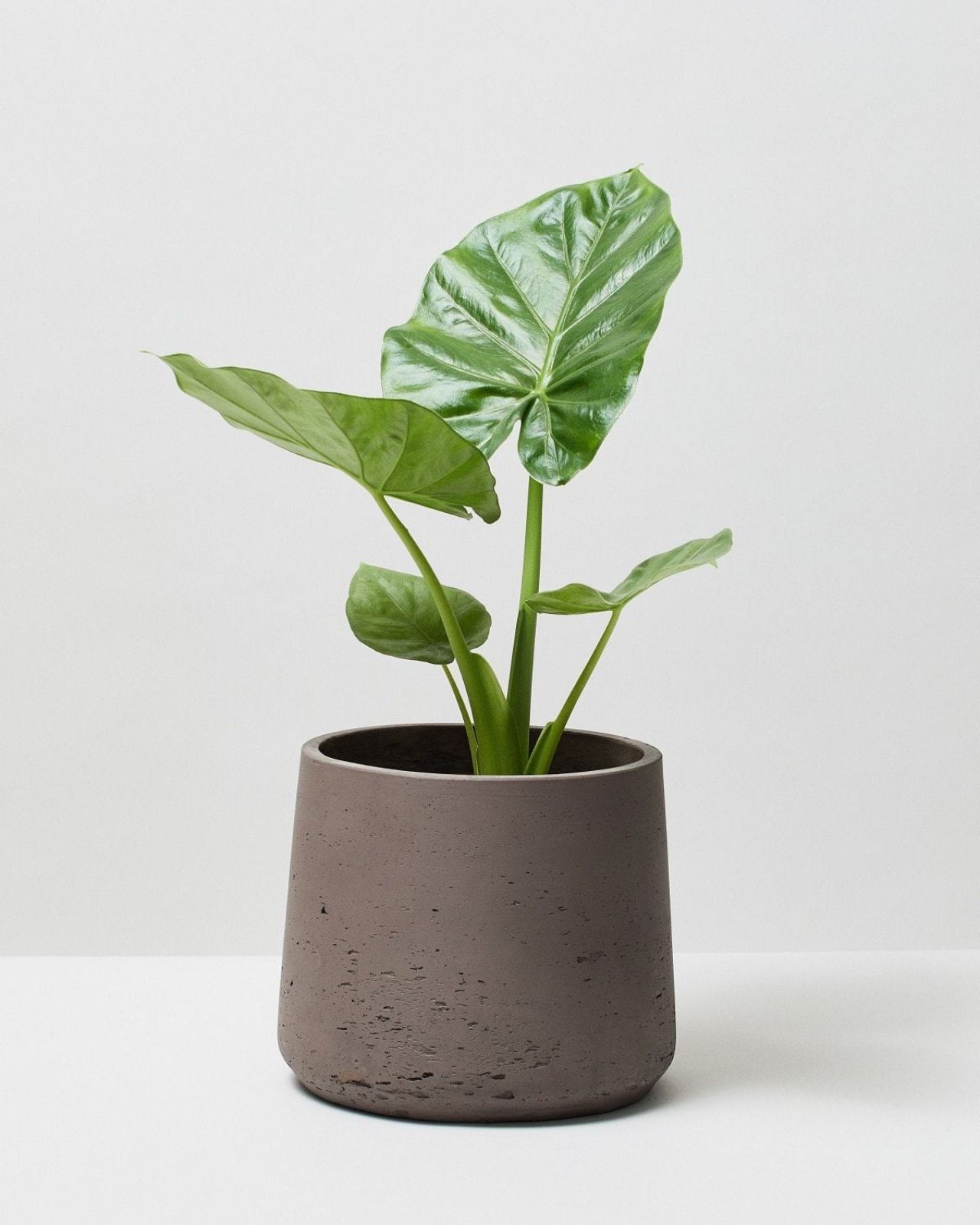 Giant Taro | Alocasia Macrorrhiza | The Stem