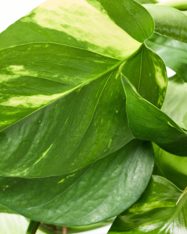 Golden Pothos On Pole | Indoor Plants Delivered London | The Stem
