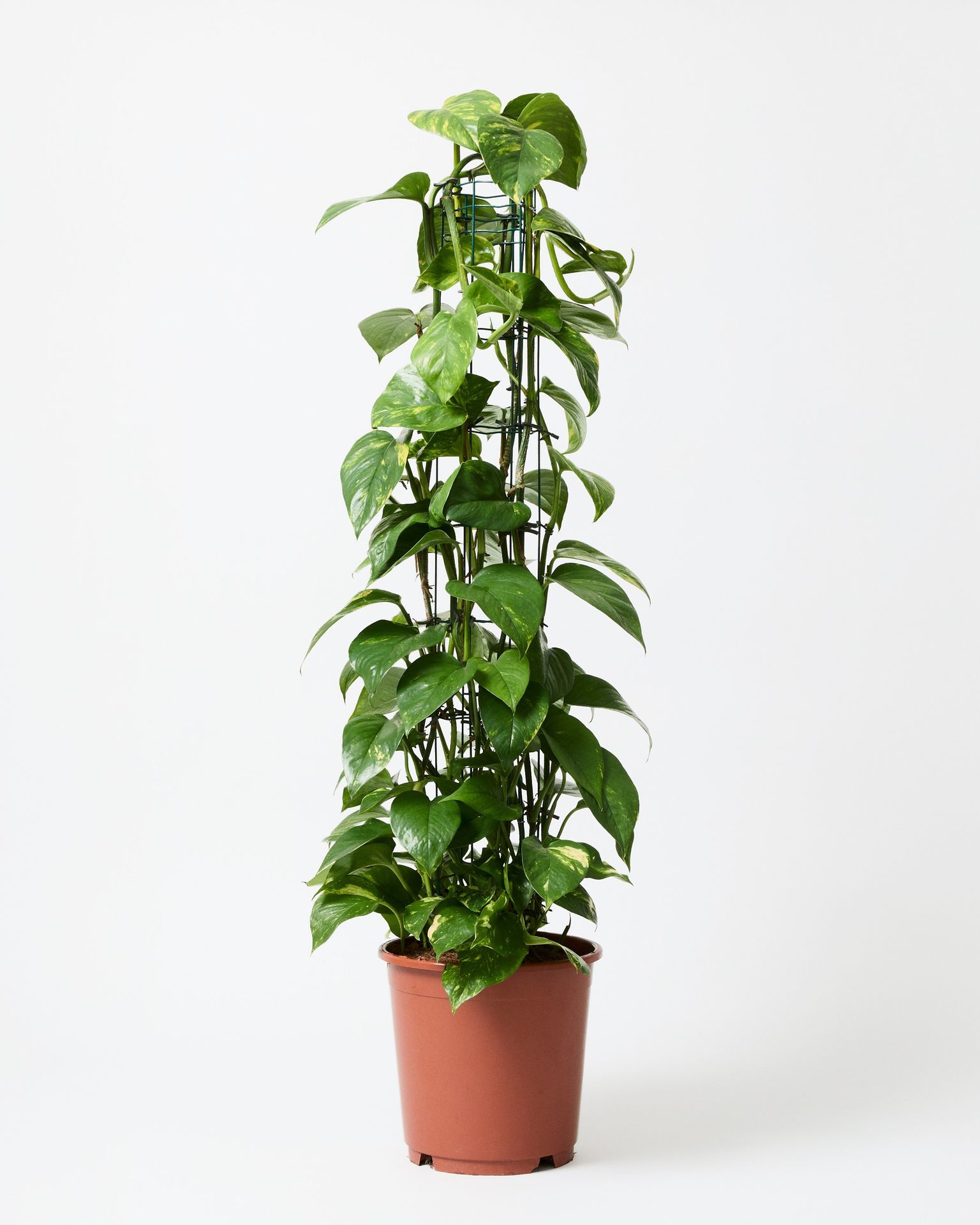 Golden Pothos On Pole | Indoor Plants Delivered London | The Stem