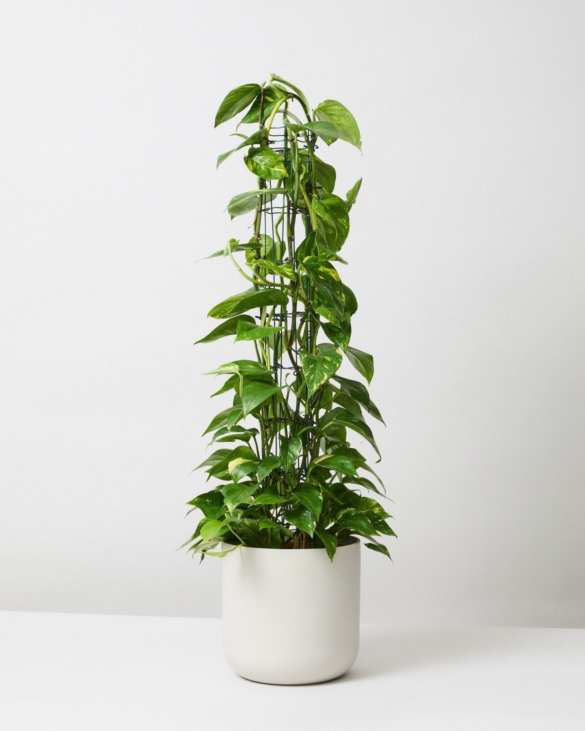 Golden Pothos On Pole | Indoor Plants Delivered | The Stem