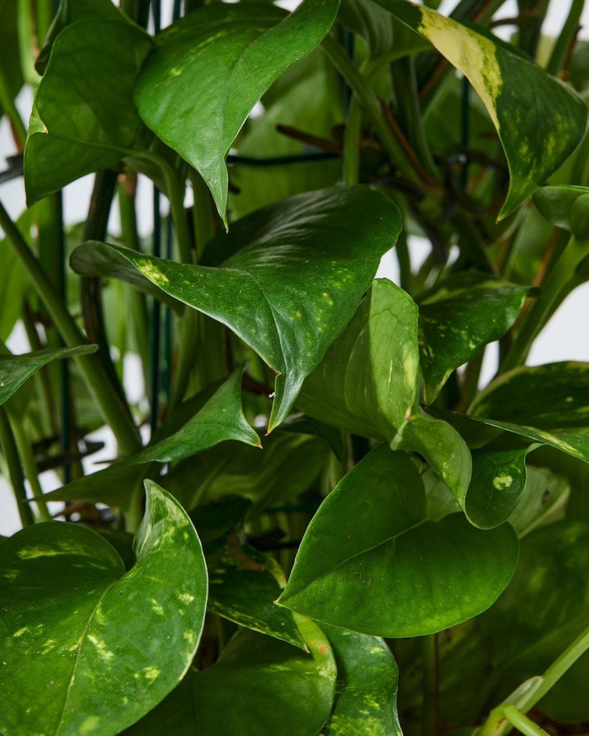 Golden Pothos On Pole | Indoor Plants Delivered | The Stem