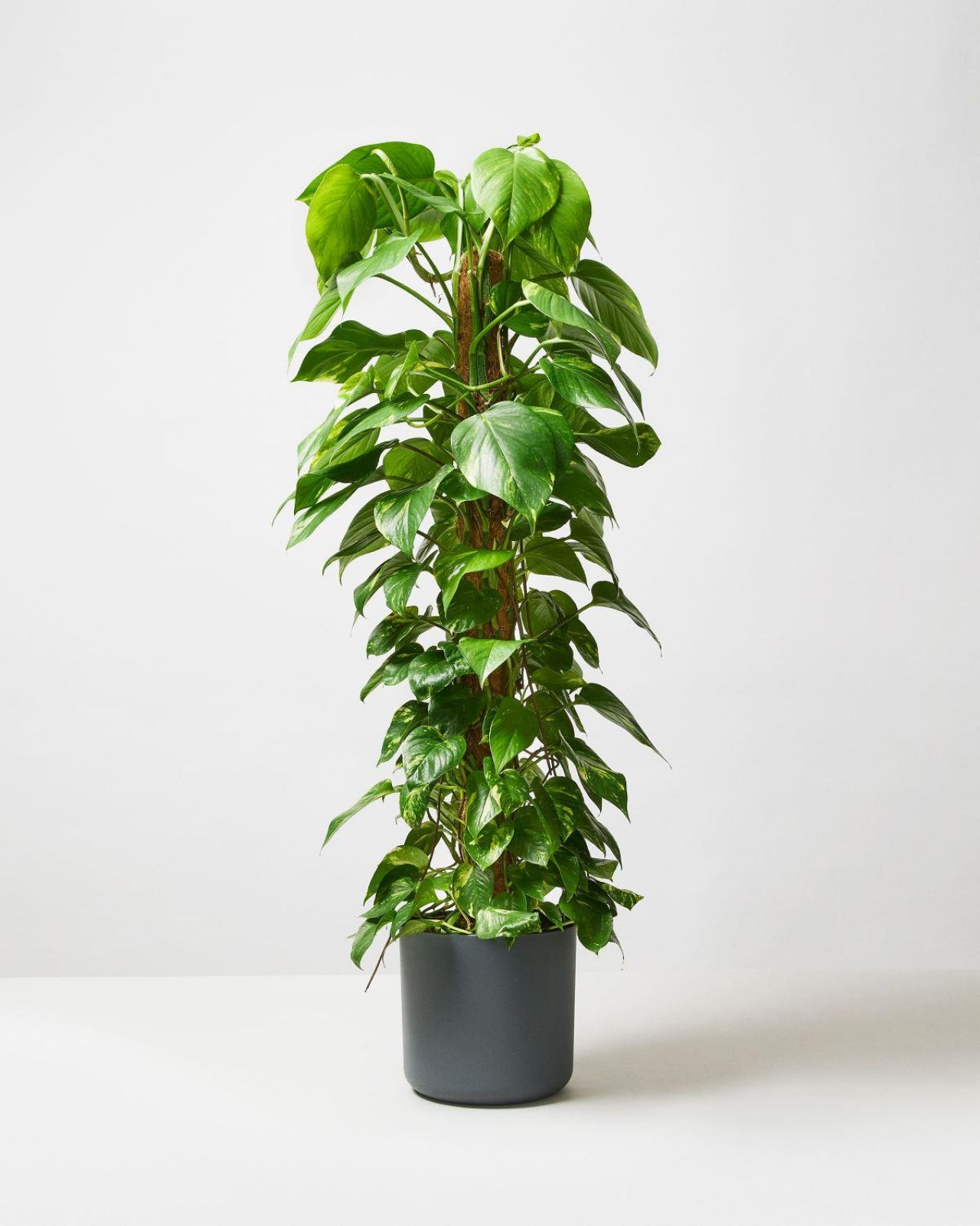 Golden Pothos On Pole | Indoor Plants Delivered | The Stem