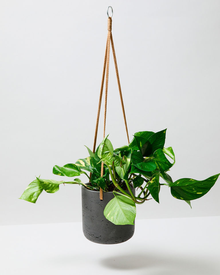 Golden Pothos | Epipremnum Aureum | Plant Delivery London | The Stem