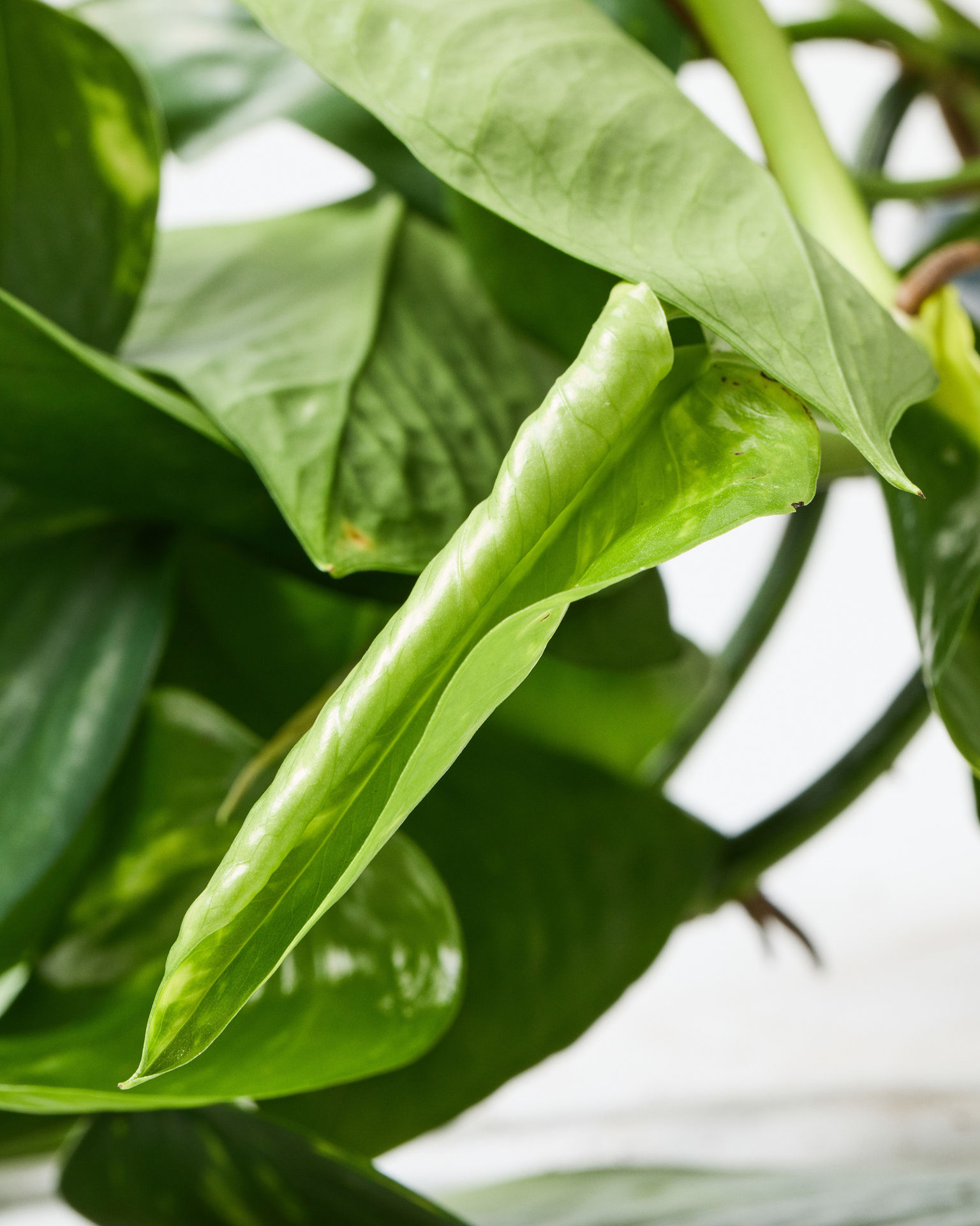 Golden Pothos | Epipremnum Aureum | Plant Delivery London | The Stem