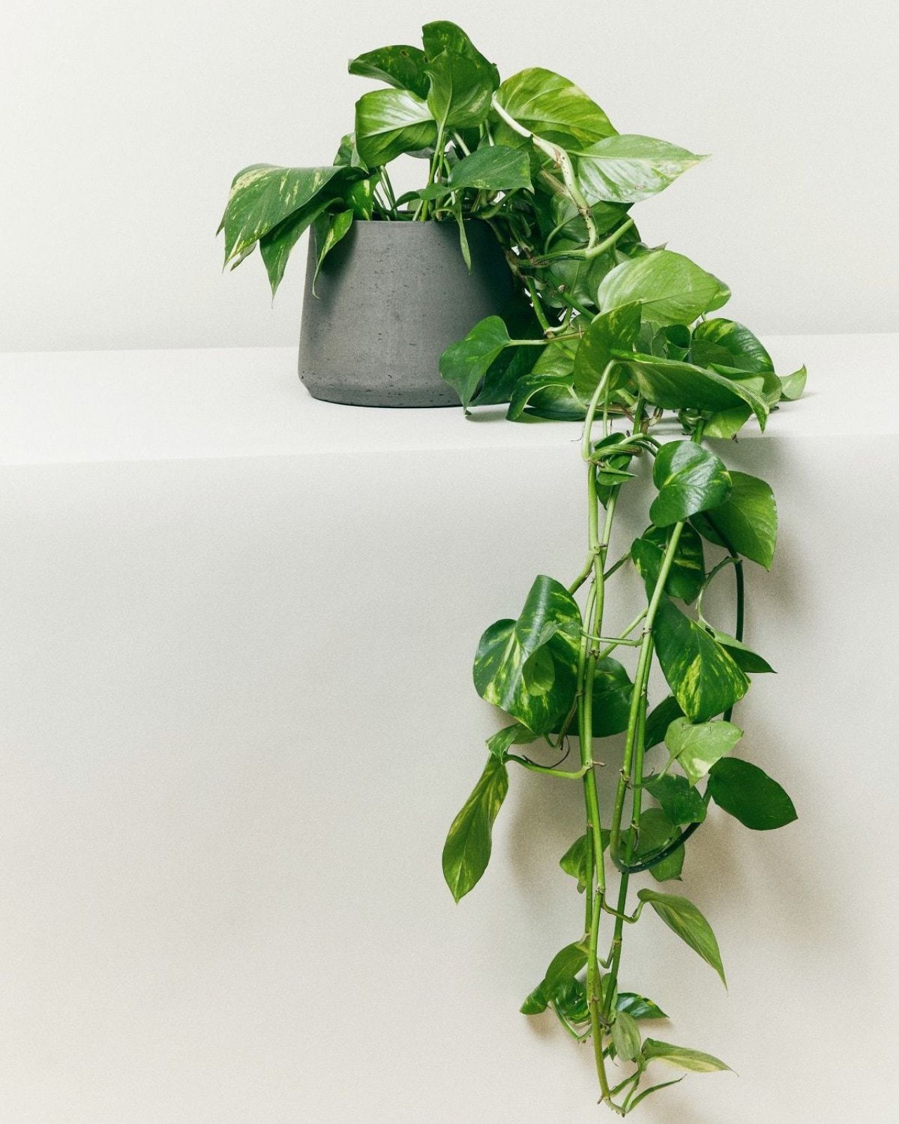 Golden Pothos | Epipremnum Aureum | Houseplants | The Stem