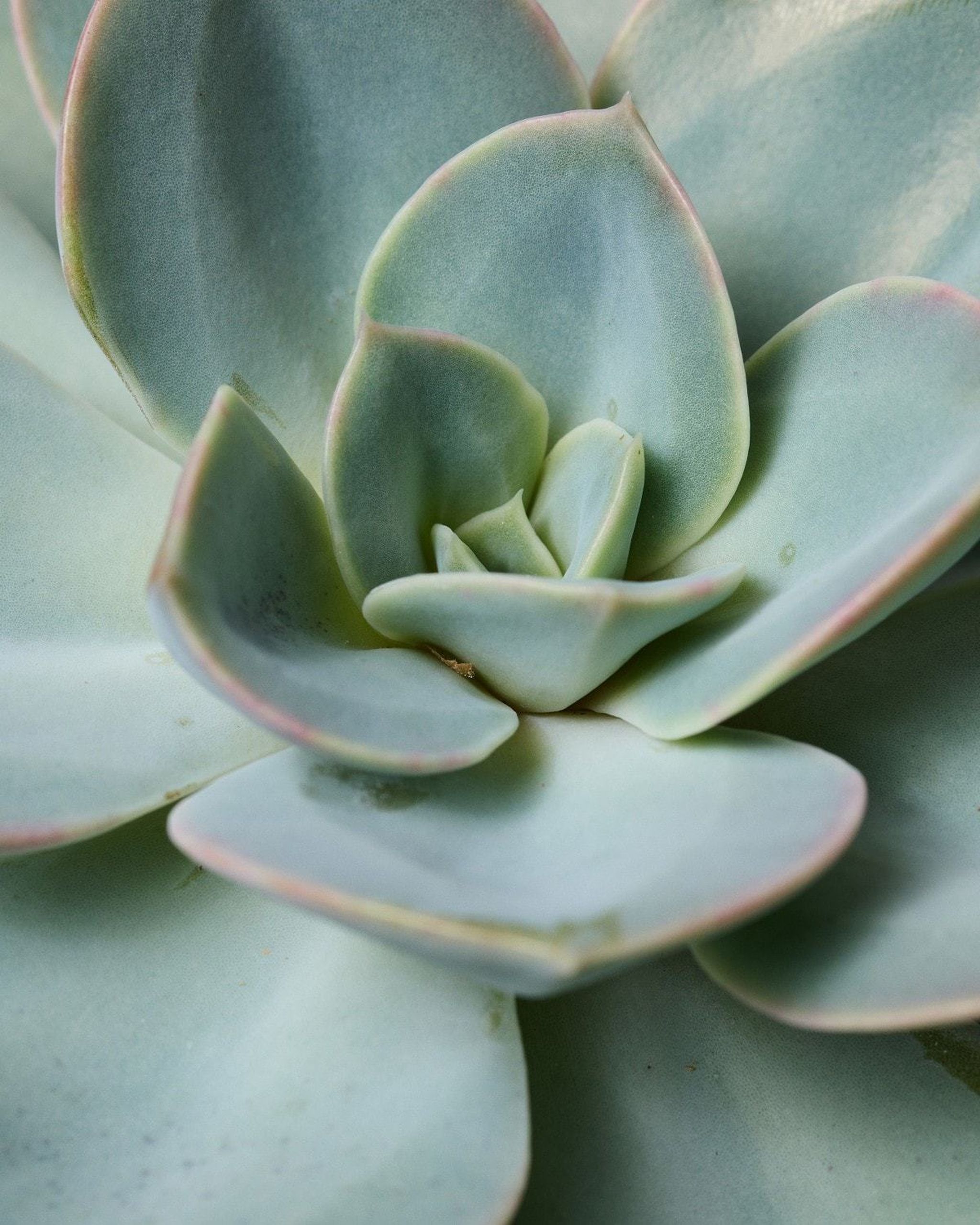 Green Pearl | Succulents